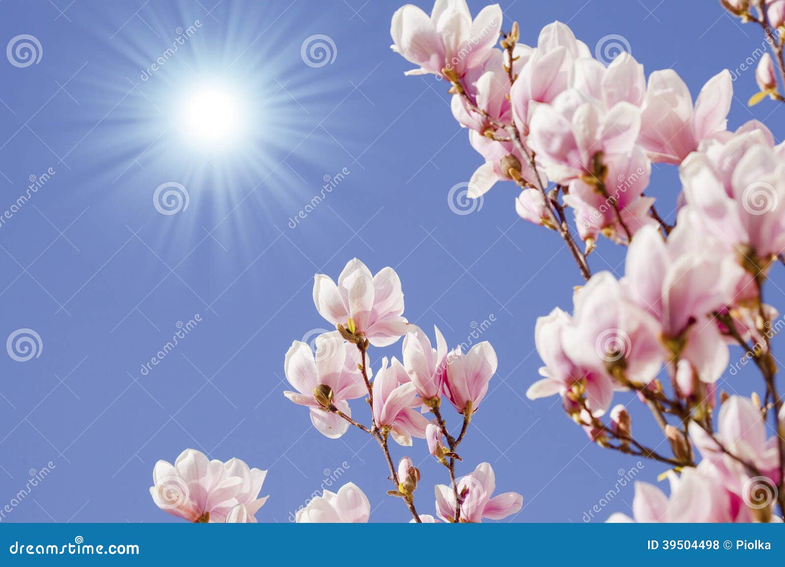 Blue Sky with Magnolia Blossom Stock Photo - Image of magnolia, april ...