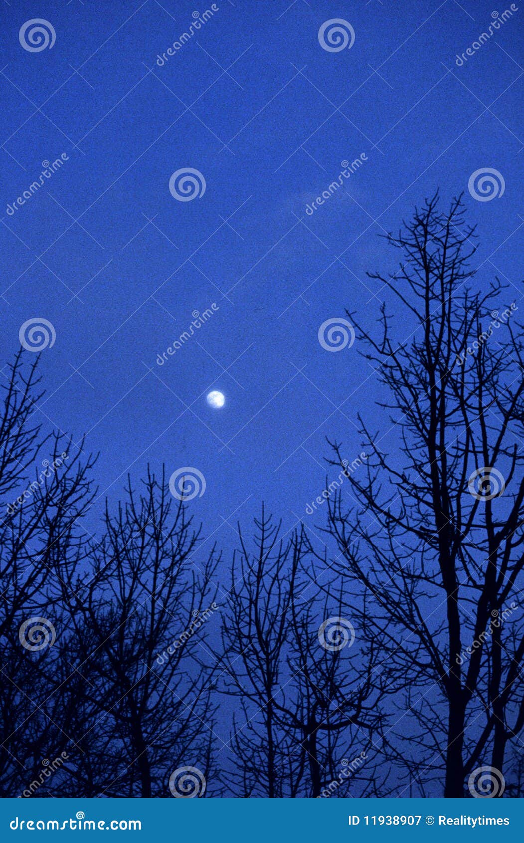Blue Sky & Moon Treescape Stock Image - Image of trees, fall: 11938907