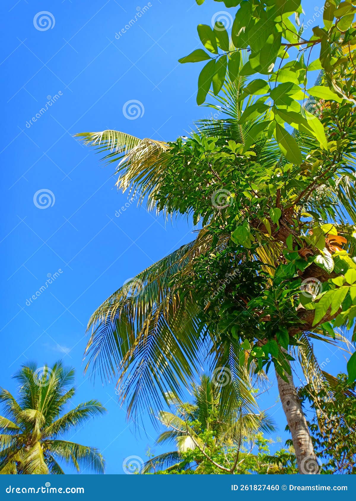 Blue Sky Morning Day and Coconut Tree Stock Photo - Image of jungle ...