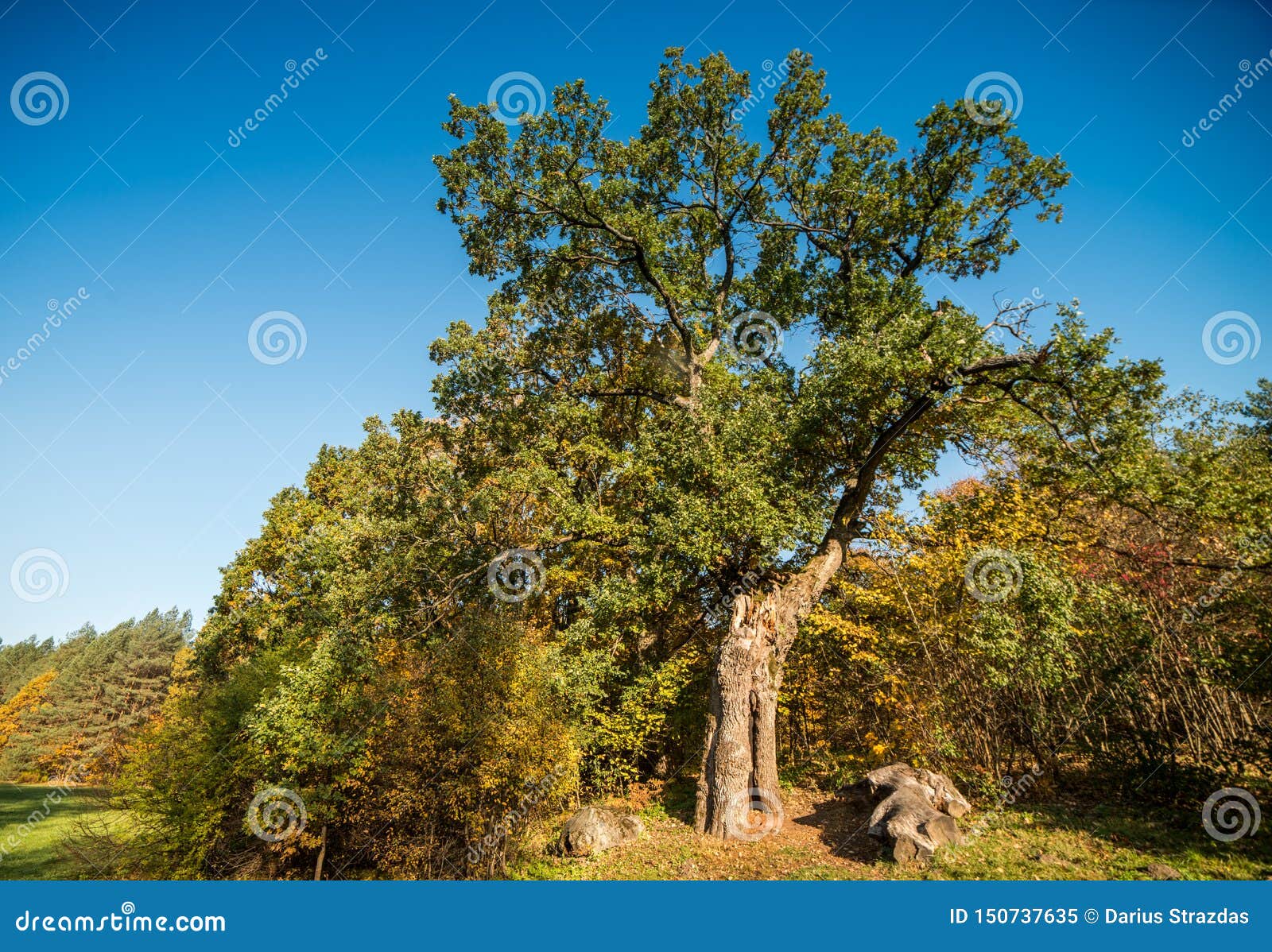 Big oak tree and blue sky stock image. Image of forest - 150737635