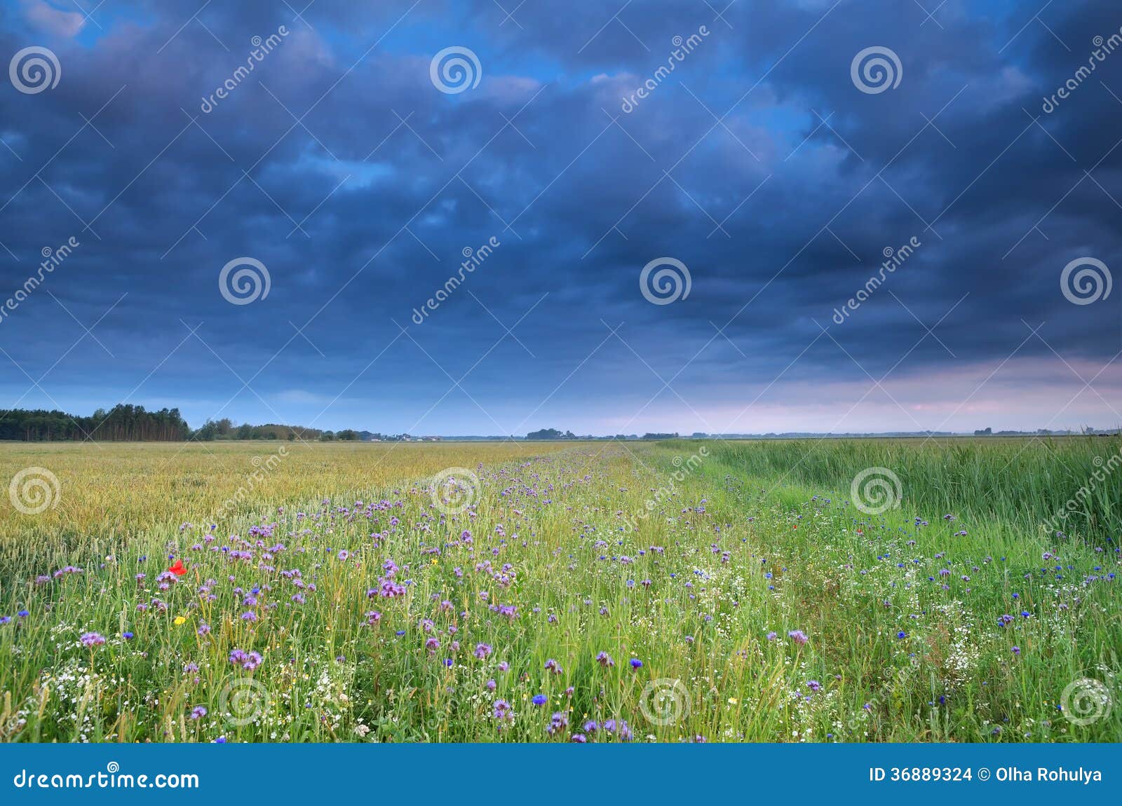 Blue Sky Over Field with Wildflowers Stock Photo - Image of farmland ...