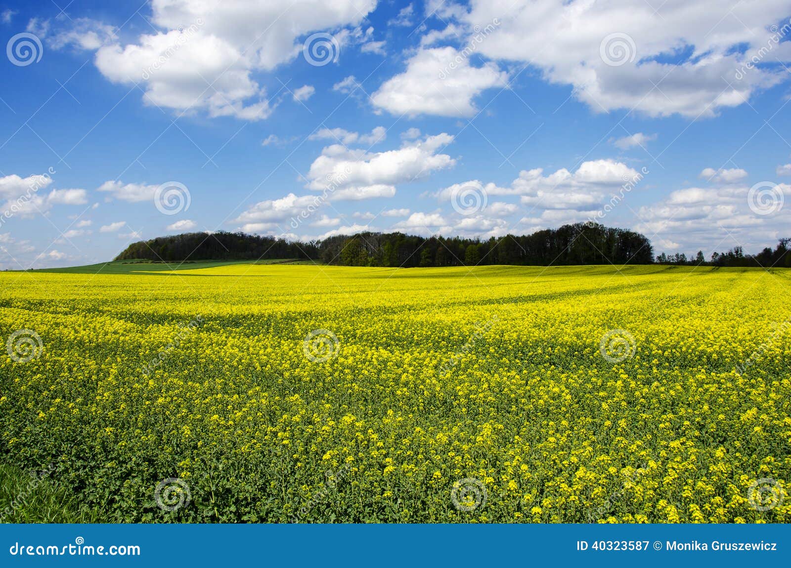 Blue sky over the field stock image. Image of horizon - 40323587
