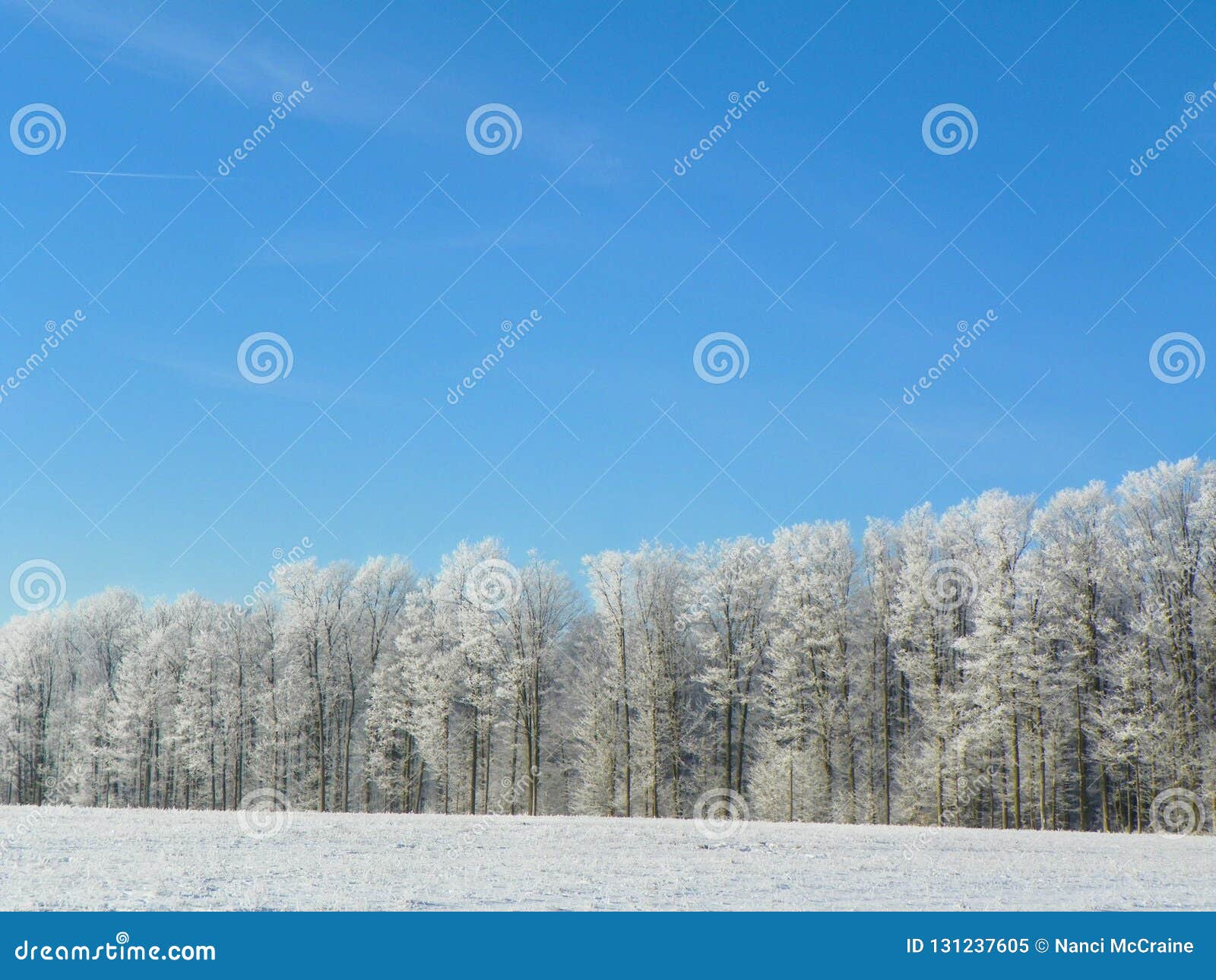 Blue Sky Above Frost Tipped Winter Trees Stock Image - Image of cooled ...