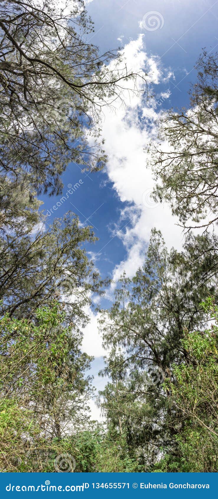 Blue Sky Panorama with Clouds and Trees Bottom View from. Vertical ...