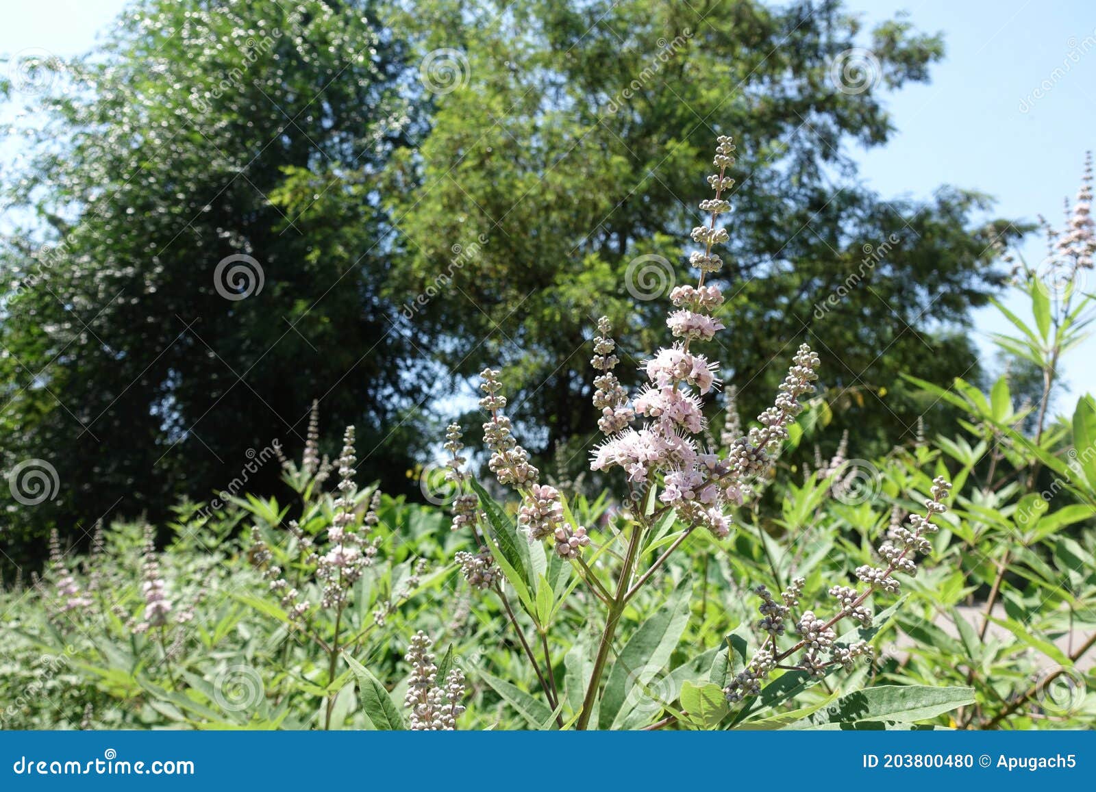 Blue Sky and Pink Flowers of Chaste Tree Stock Photo - Image of ...
