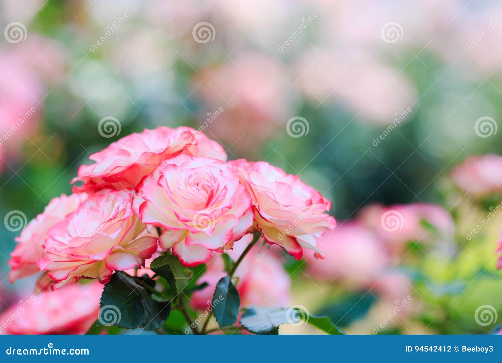 Blue sky and pink roses stock photo. Image of healing - 94542412