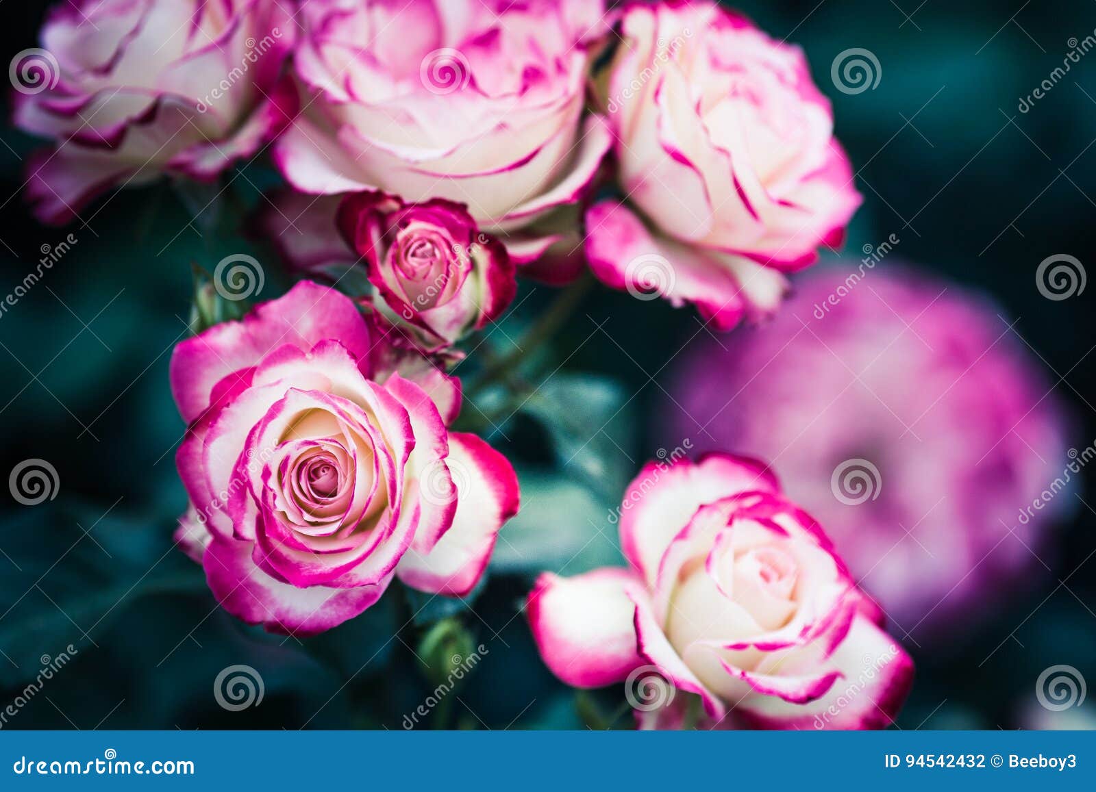 Blue sky and pink roses stock photo. Image of green, memories - 94542432