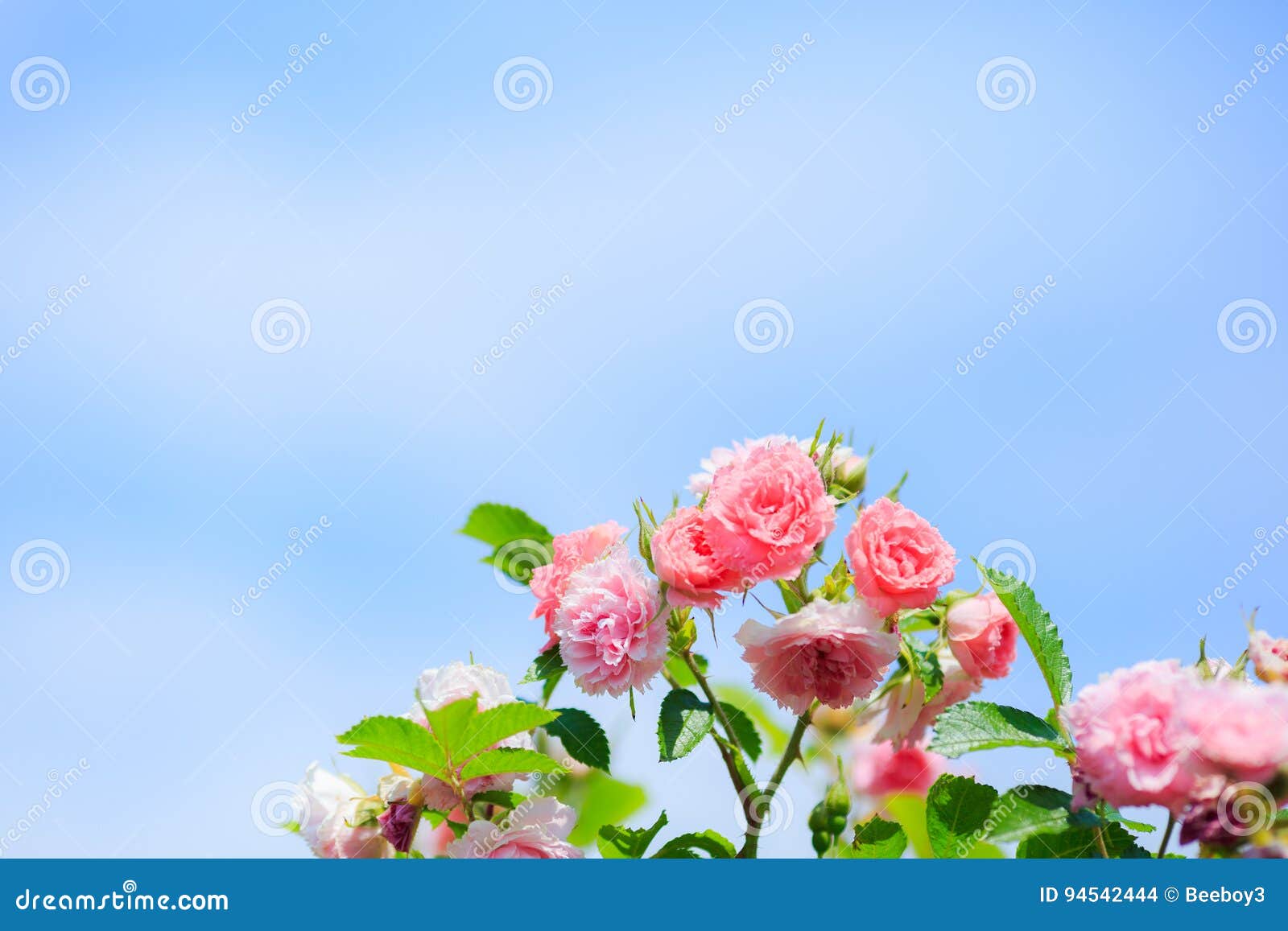 Blue sky and pink roses stock photo. Image of gardening - 94542444