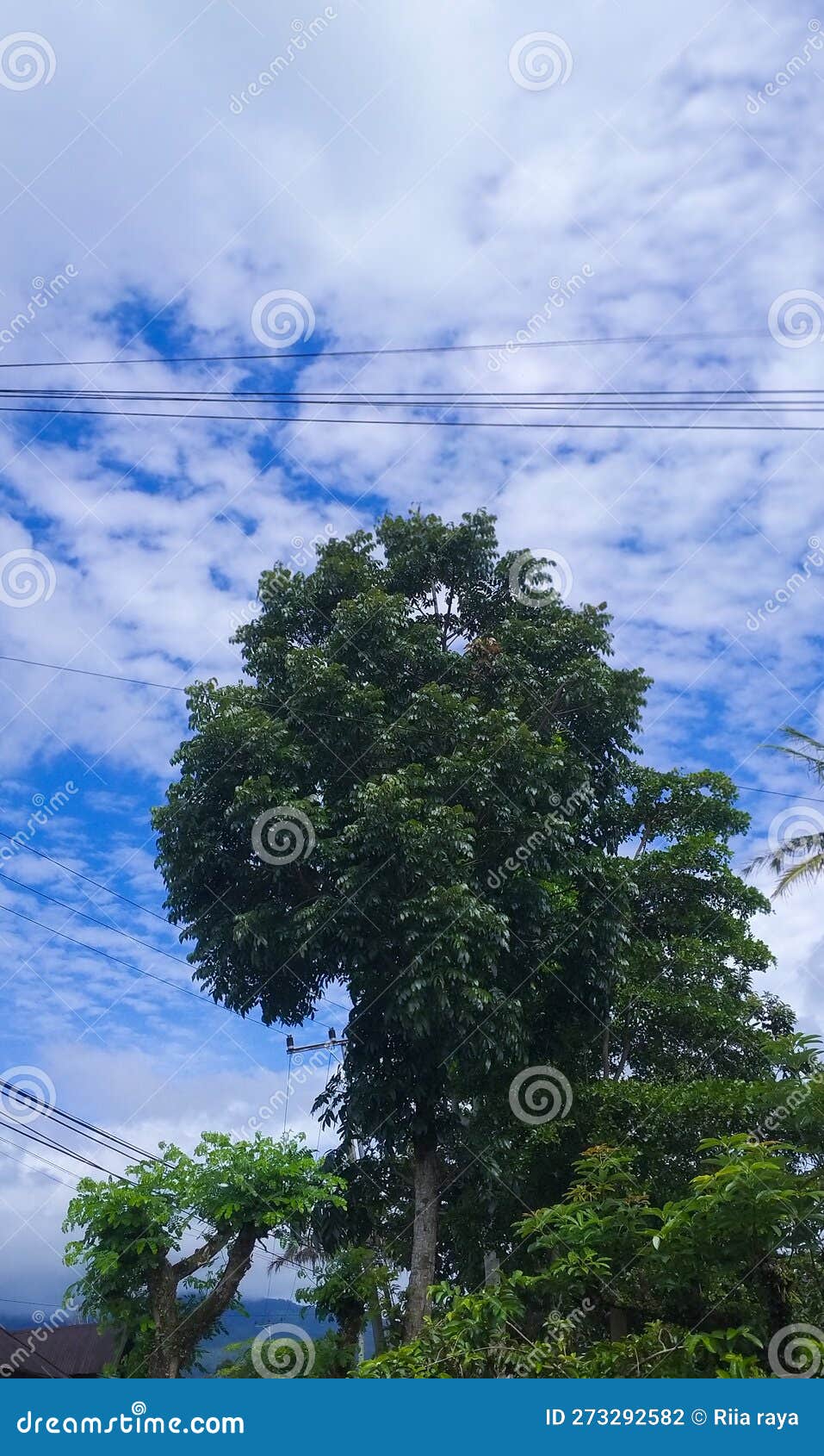 Blue Sky Reflection and Big Trees Stock Photo - Image of green, nature ...