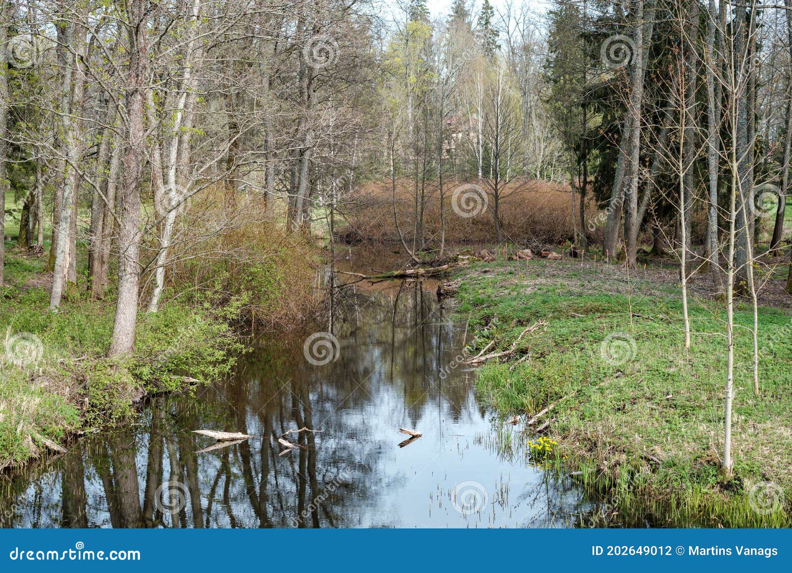 Blue Sky Reflections in Clear Water Pond with Spring Trees and Mirror ...