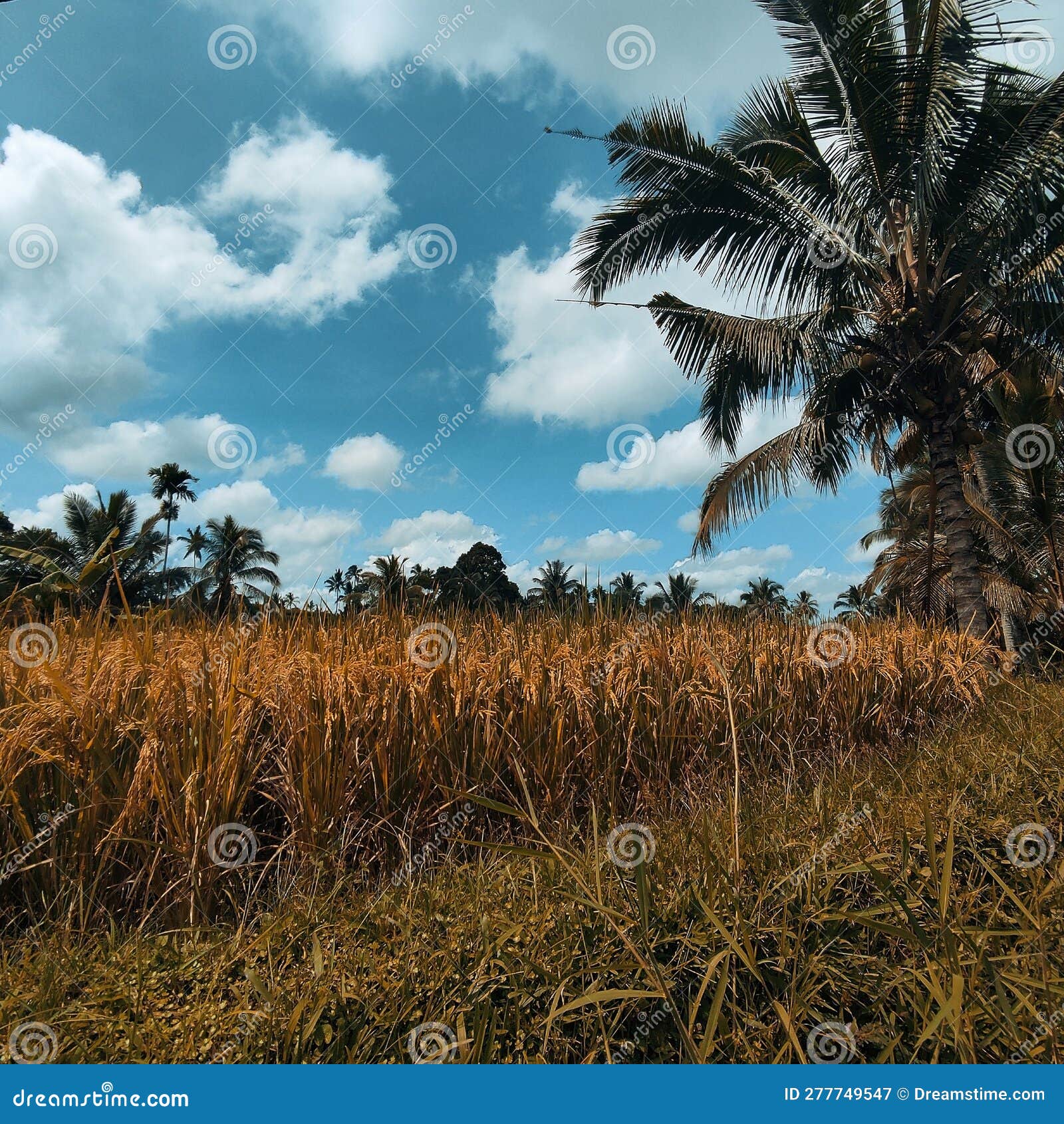 Blue sky on the rice field stock image. Image of rice - 277749547