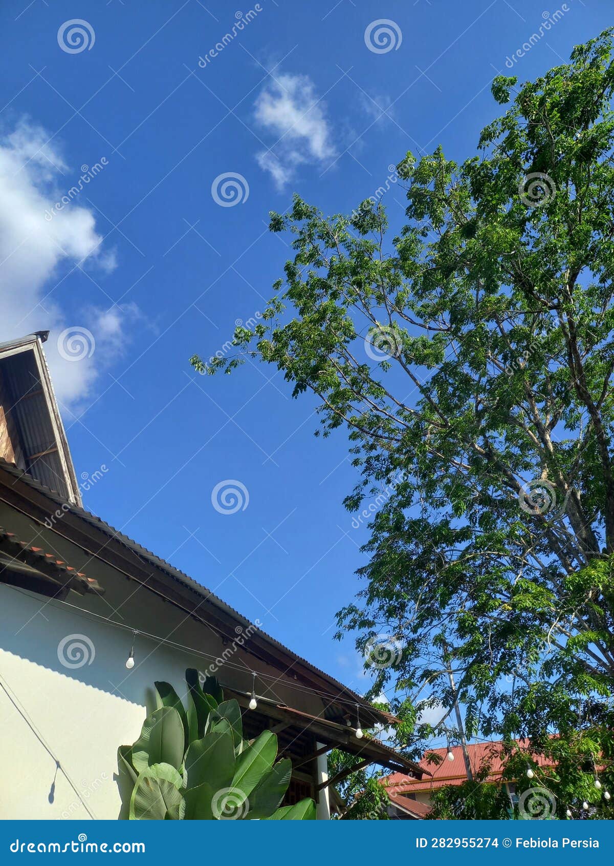 Blue Sky and Shady Trees in Frame Stock Photo - Image of shady, trees ...