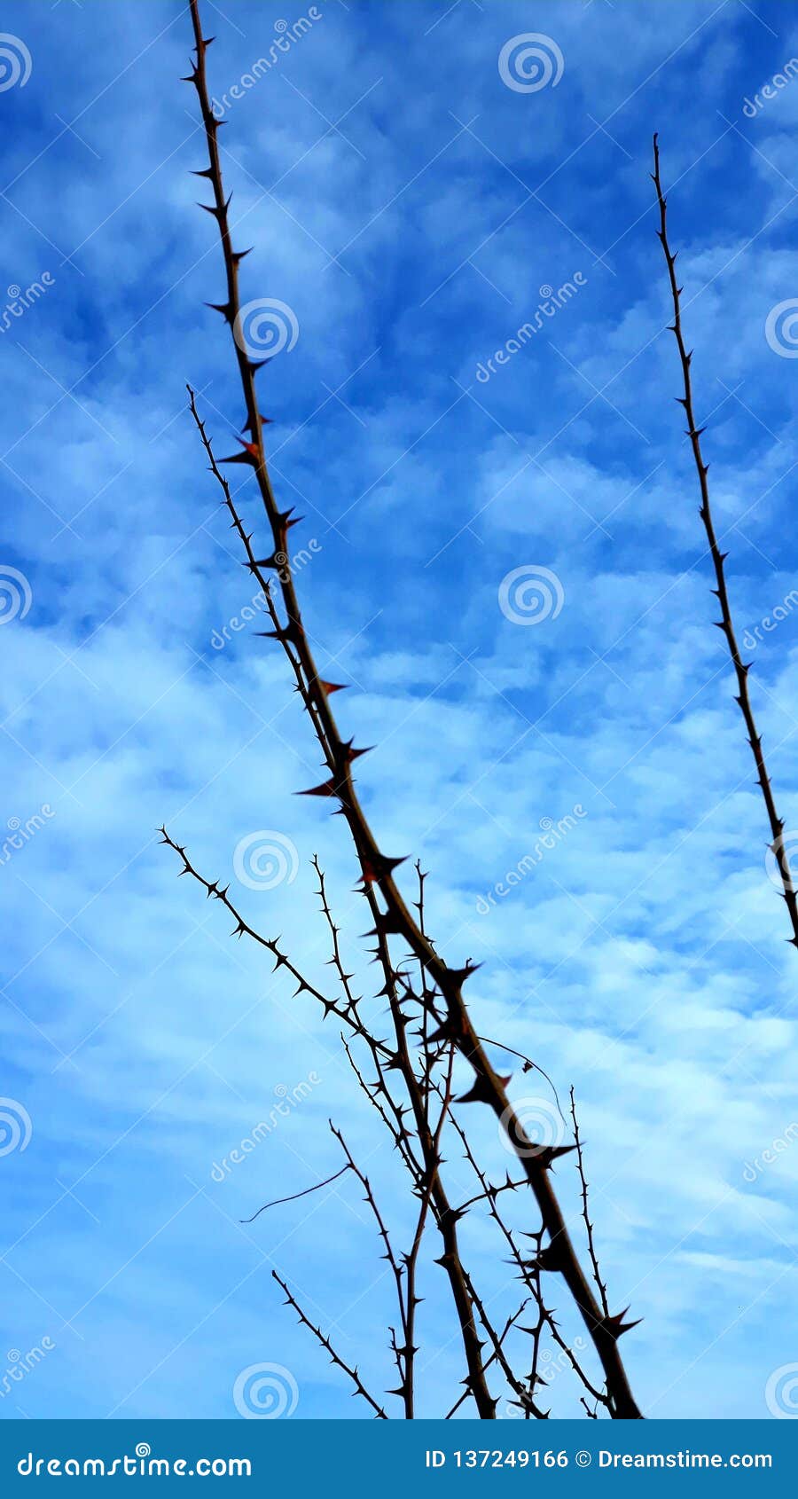 Blue stock photo. Image of sharp, horn, plant, blue - 137249166