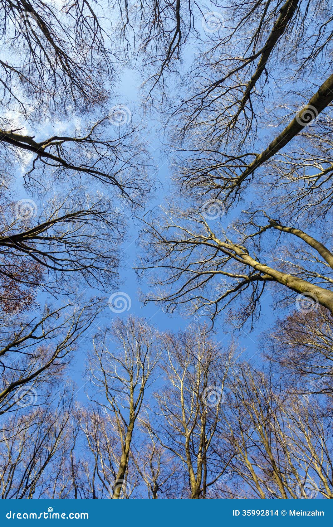 Blue Sky with Structure of Forest Stock Photo - Image of outdoors ...