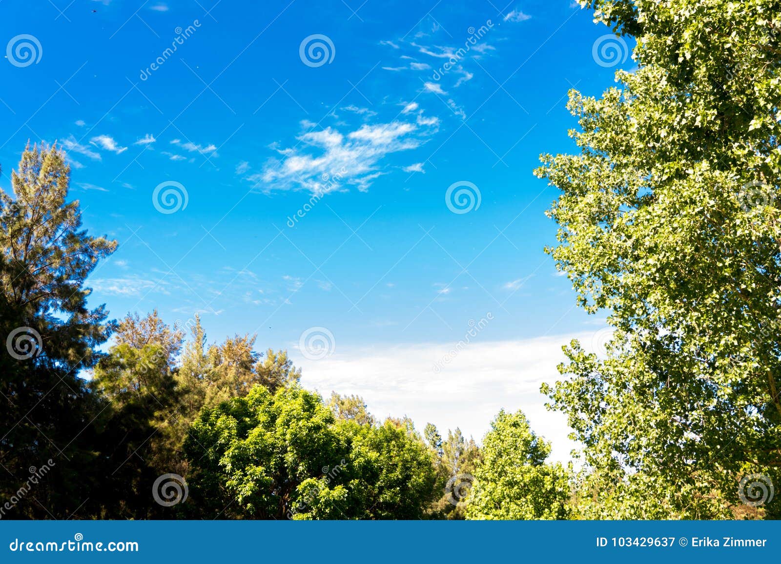 Blue Sky, Sun and Clouds through Branches, Trees, Leaves and Flowers ...