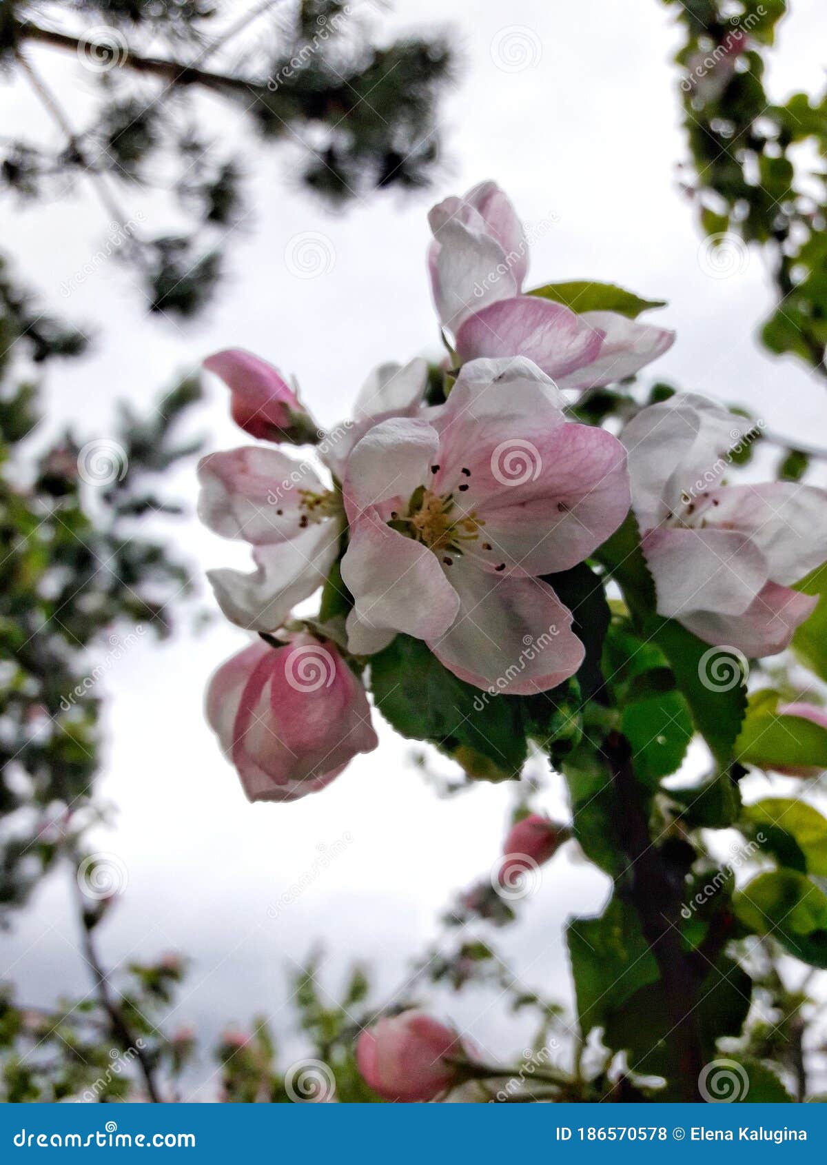 Blue Sky Sun Summer Beauty Flower Apple Tree Stock Photo - Image of ...