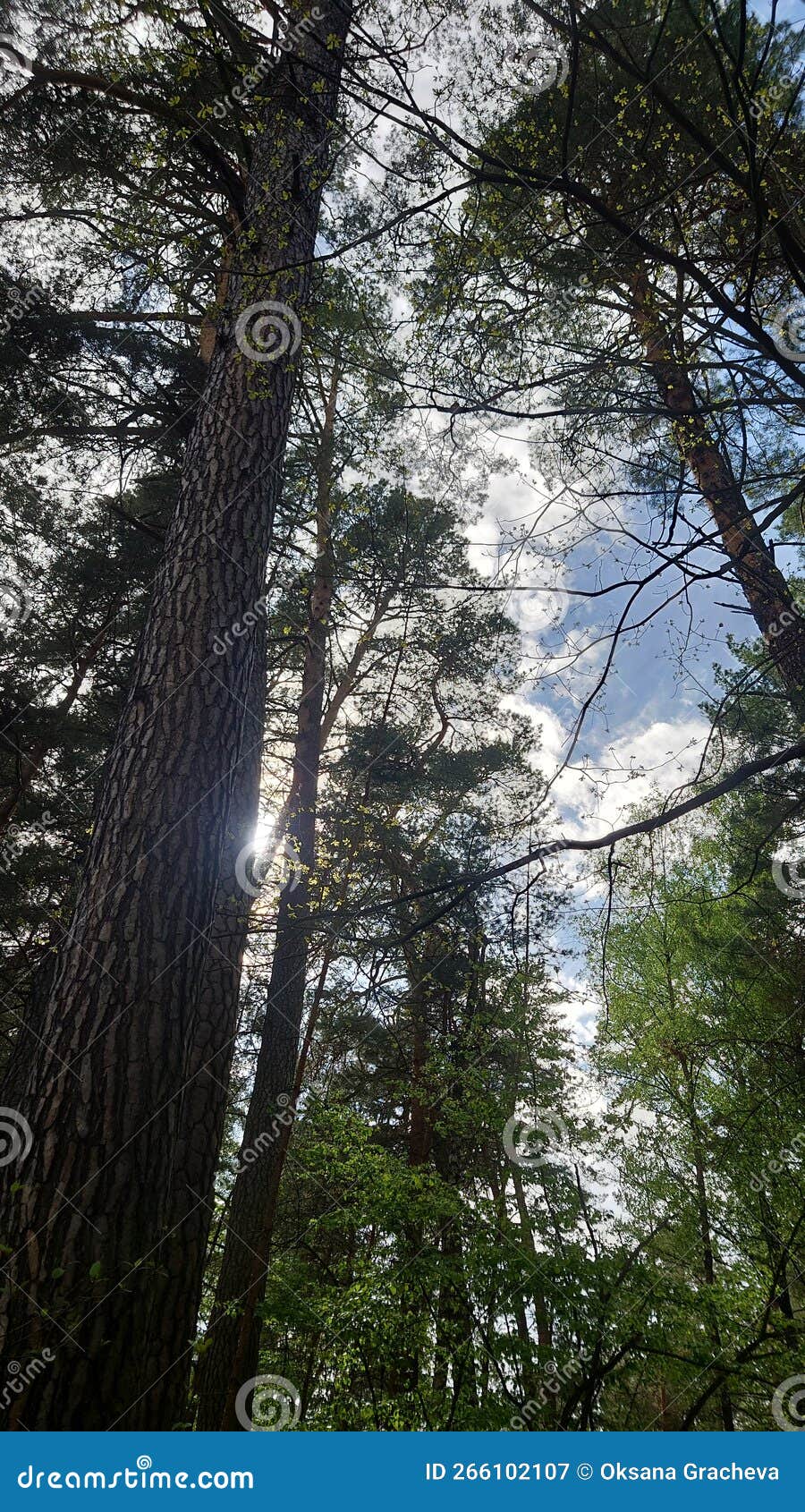Sky and sun in the trees stock image. Image of nature - 266102107
