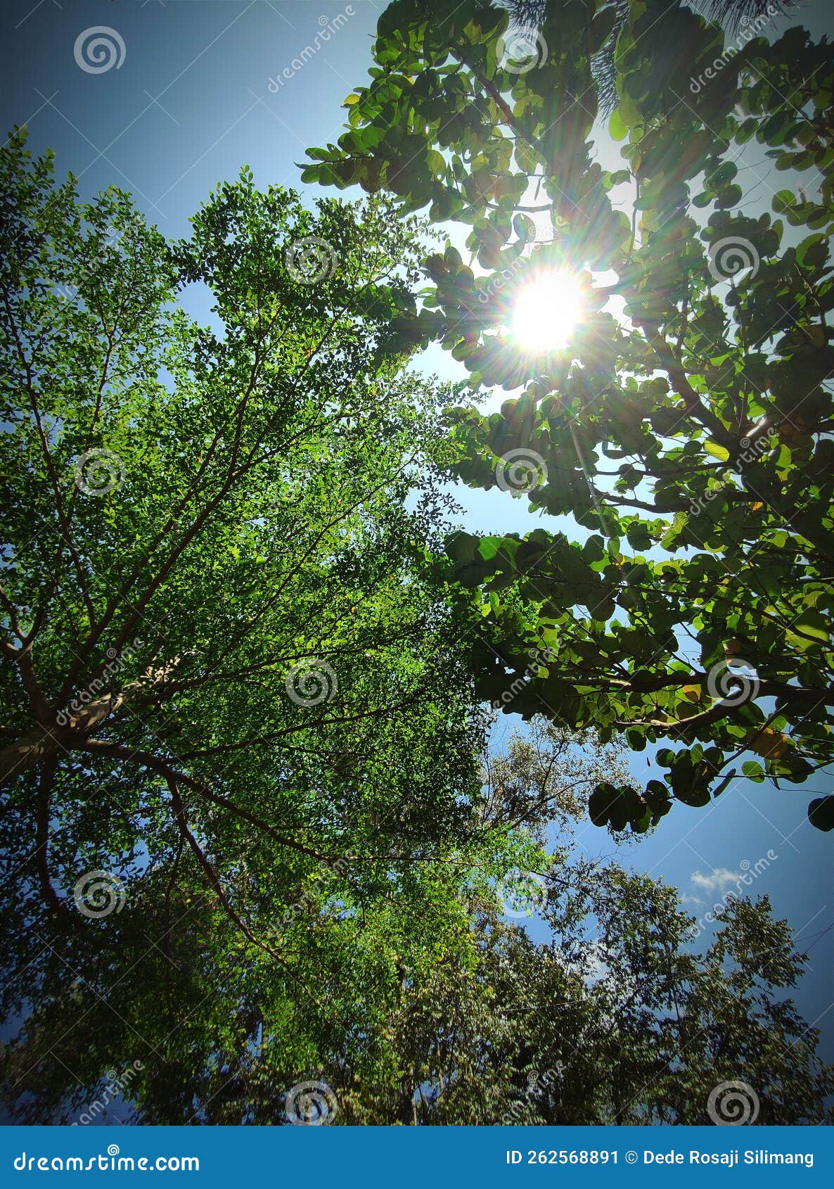Blue Sky with Sunlight from Behind Green Leaves Stock Image - Image of ...