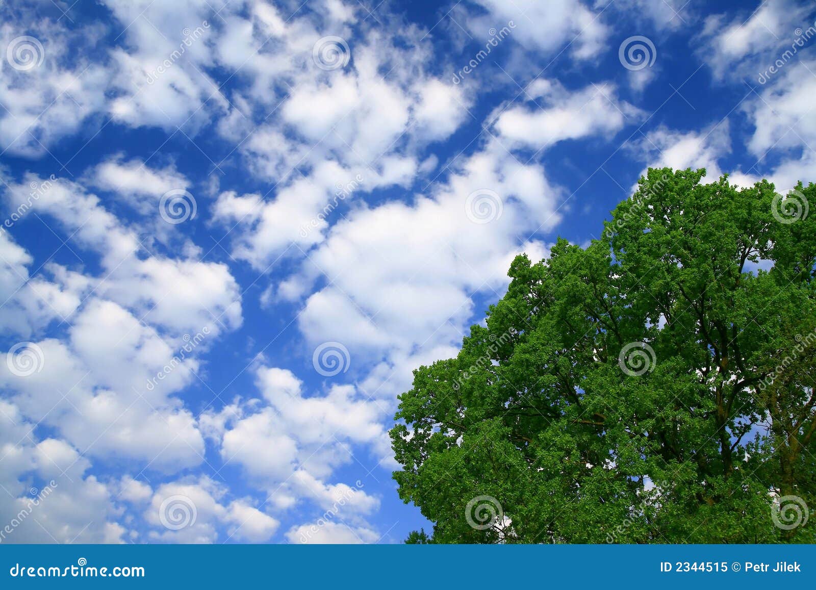 Blue sky and tree stock image. Image of leaf, green, colorful - 2344515