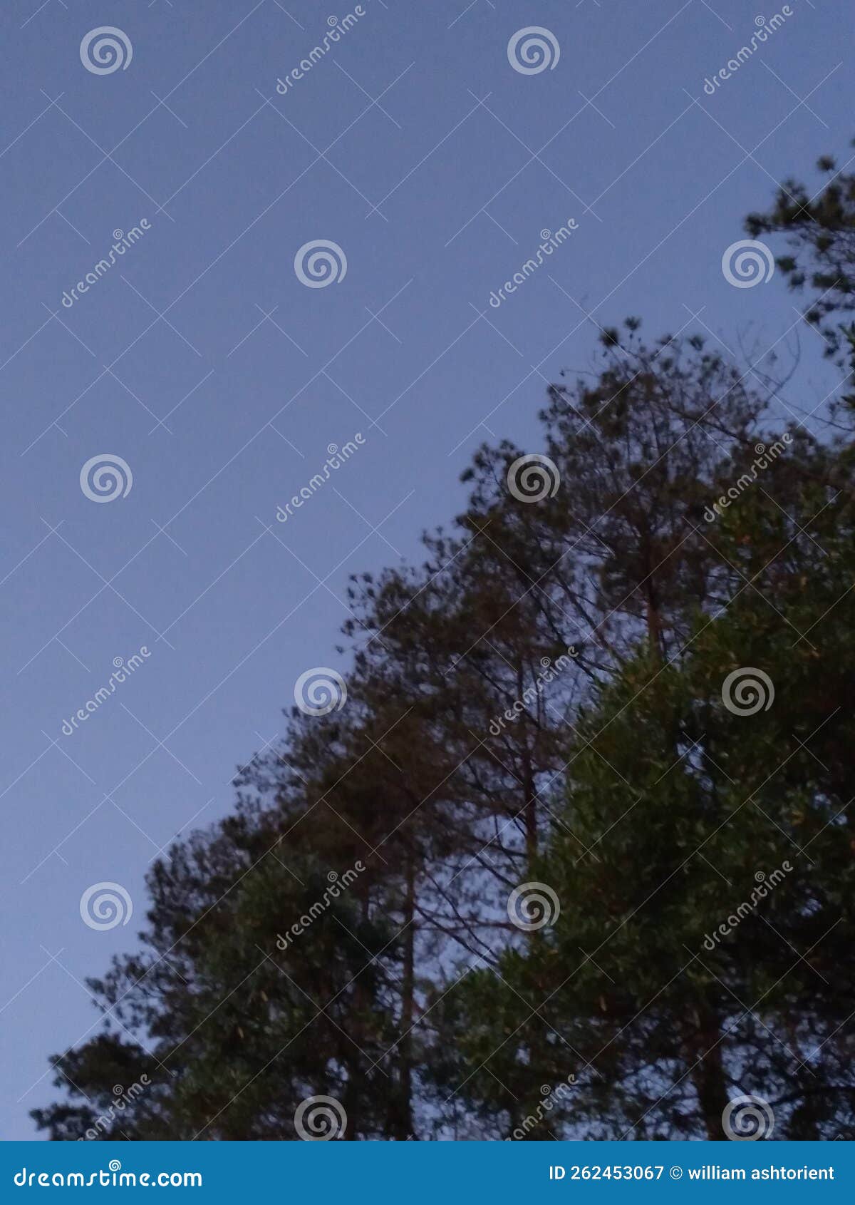 Blue sky and tree stock image. Image of light, morning - 262453067