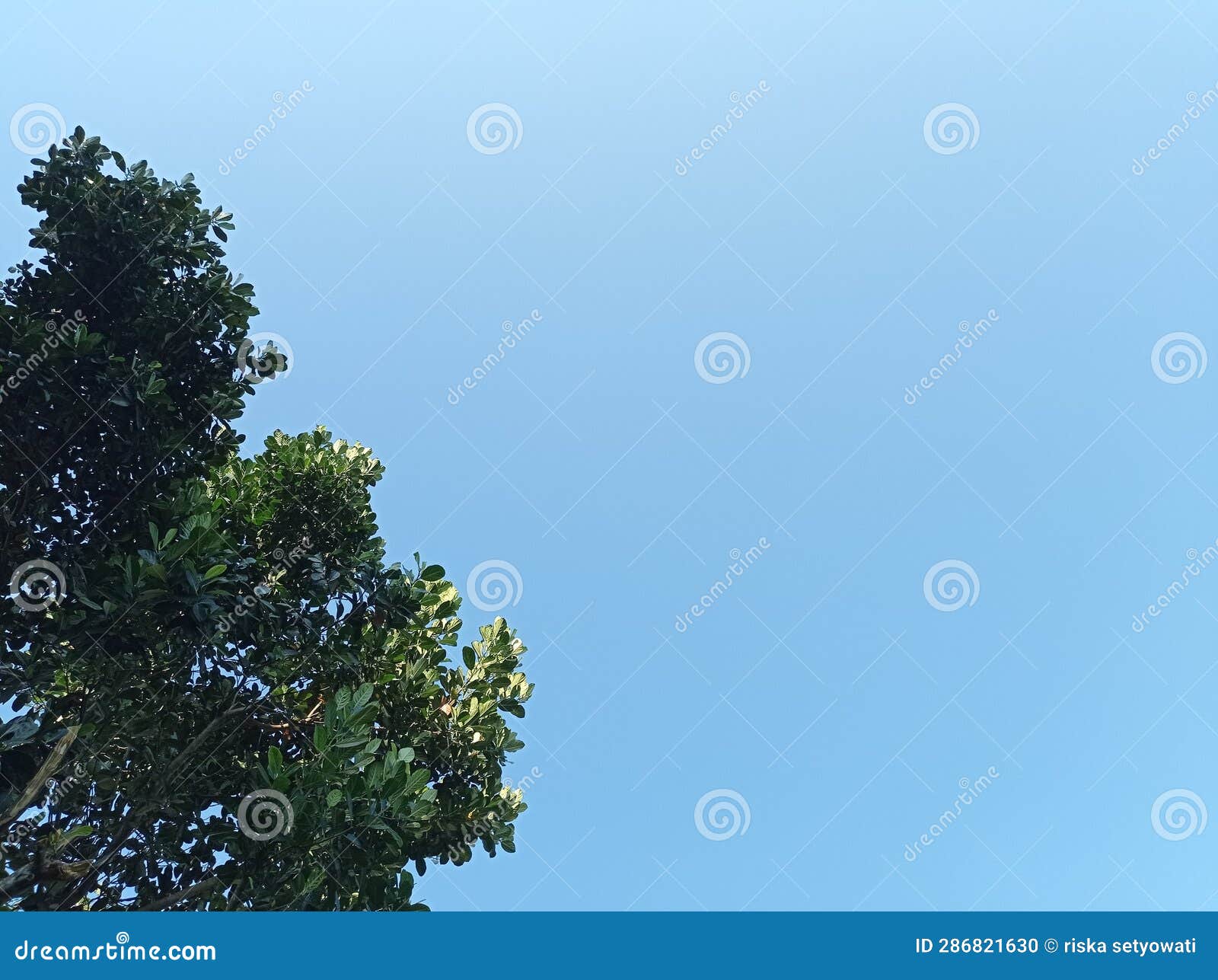 Blue Sky with Tree on the Corner Stock Photo - Image of green, corner ...