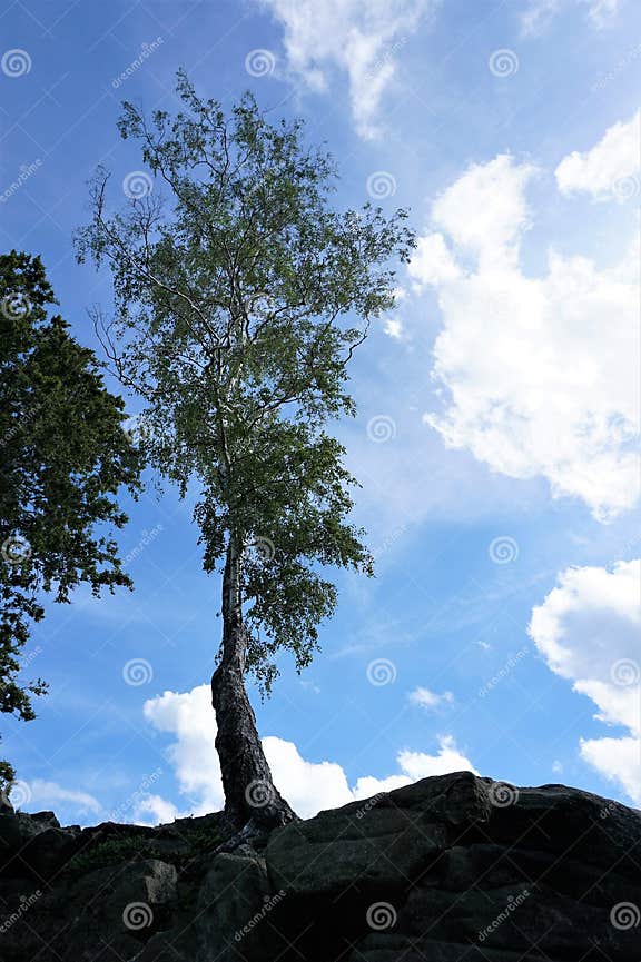 Birch grows on a rock stock photo. Image of plant, horizon - 277405022