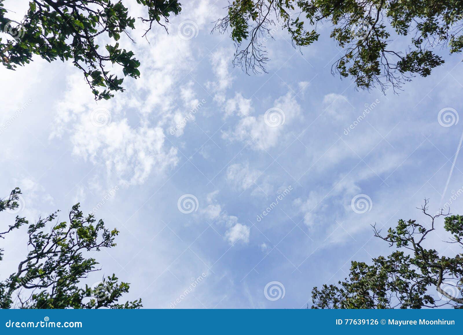 Blue sky with tree top stock photo. Image of outdoor - 77639126
