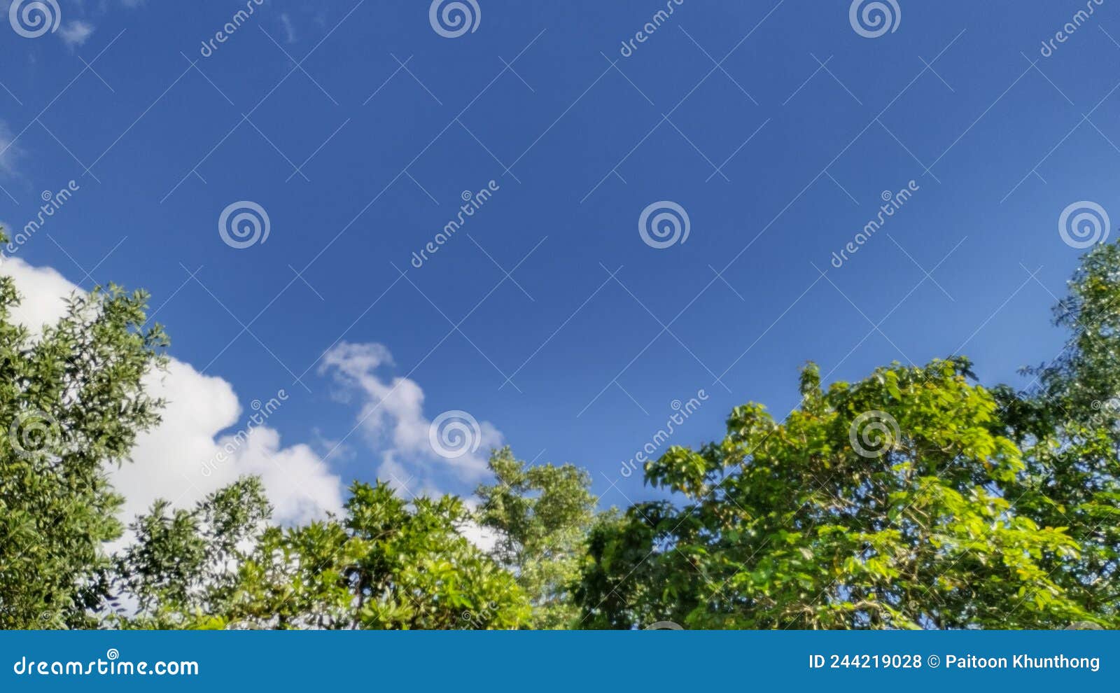 Blue Sky and Trees Background Stock Photo - Image of tree, trees: 244219028