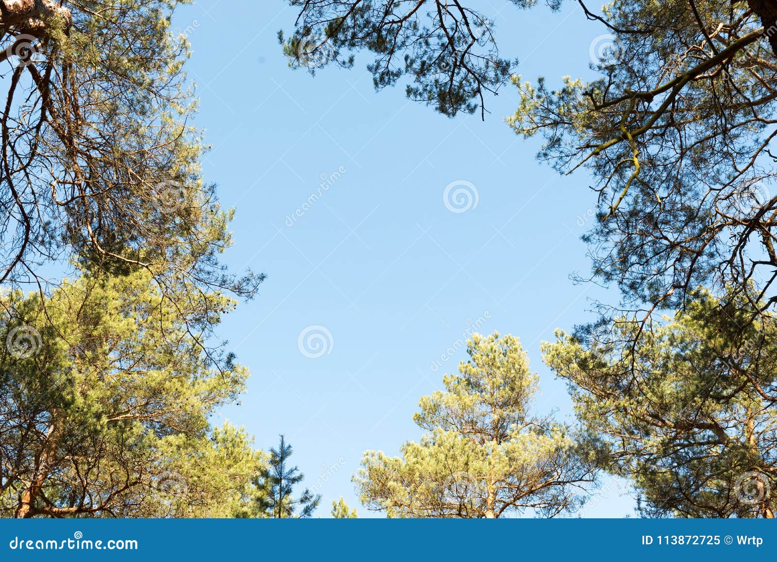Blue sky with trees stock image. Image of landscape - 113872725