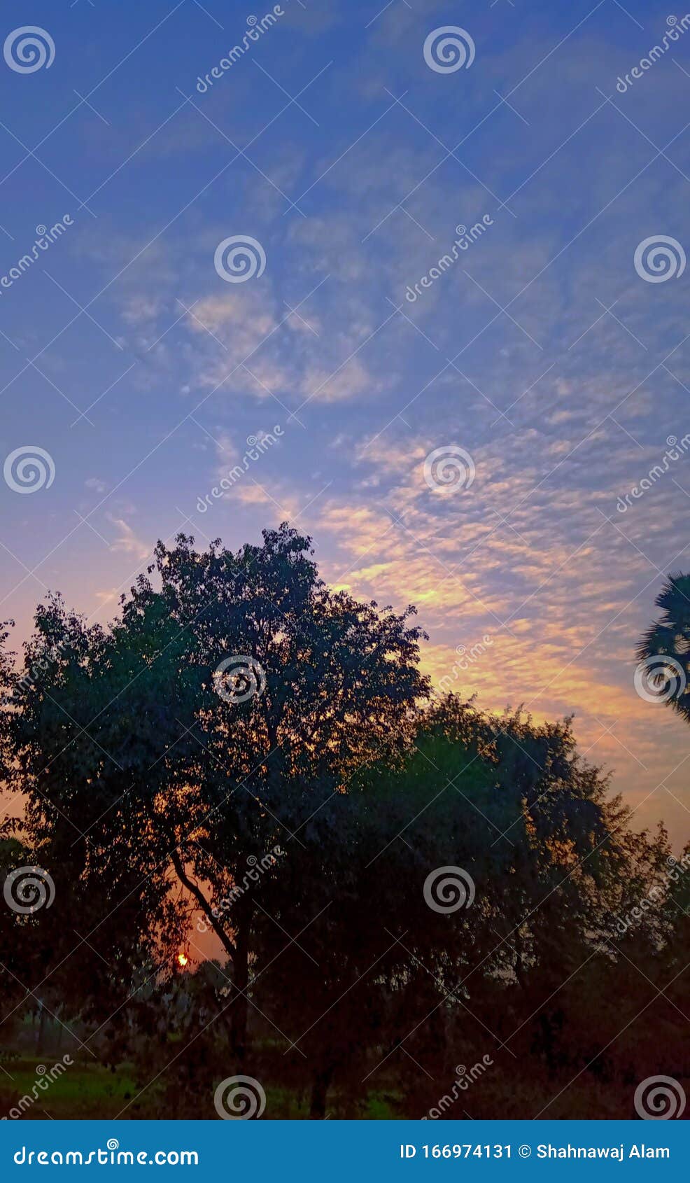 Blue Sky with Trees at Sunset Stock Image - Image of cloud, nature ...