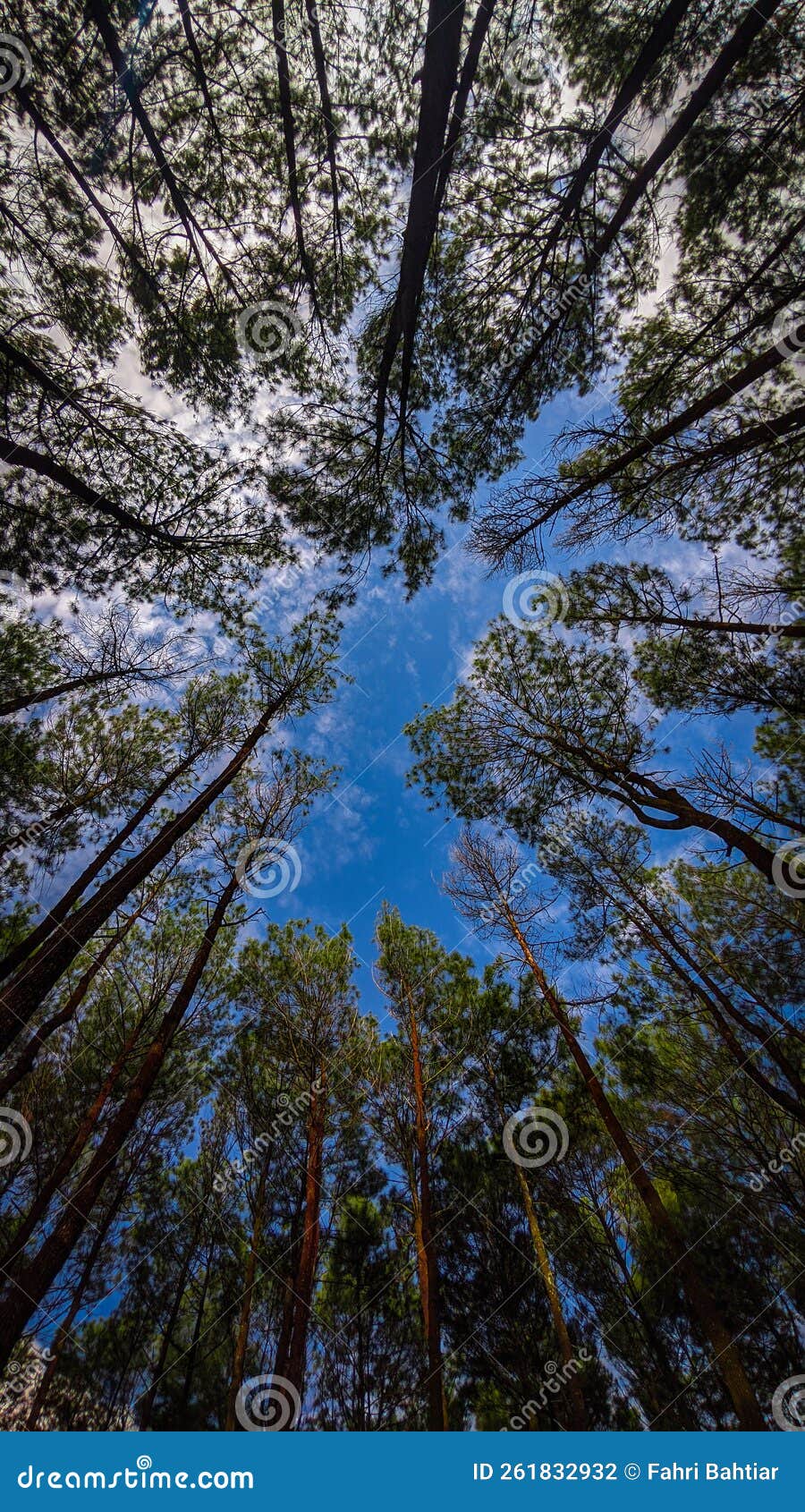 Blue Sky Under the Shade of Pine Trees Stock Photo - Image of trees ...