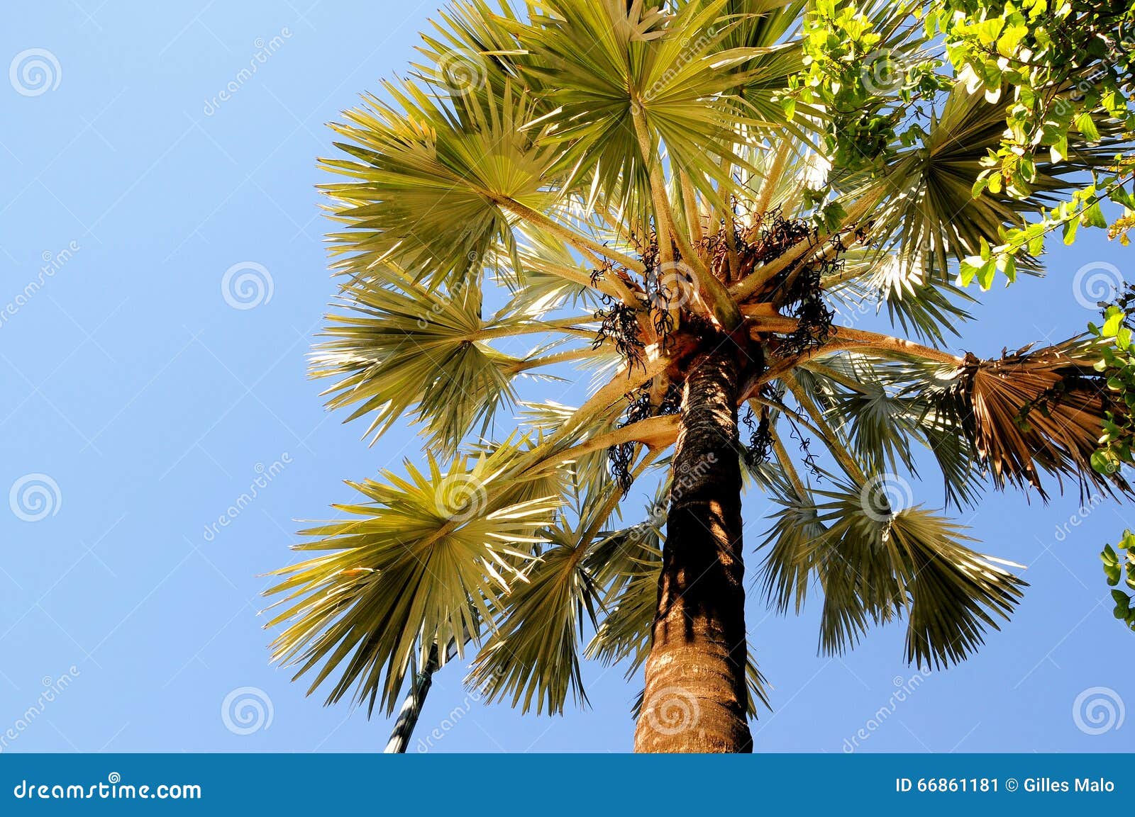 Blue Sky Underneath Palm Tree Stock Image - Image of united, county ...