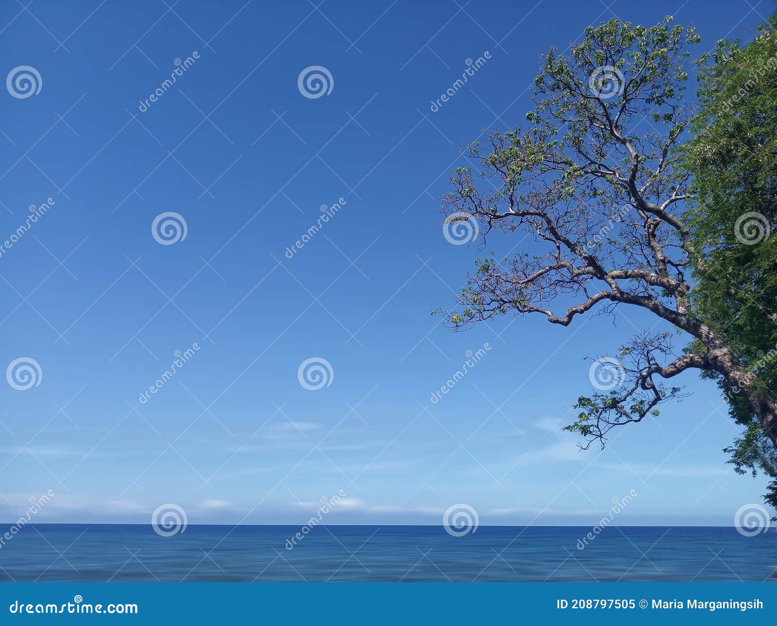 Clear Blue Sky View Background Over the Ocean Horizon. with Tree on the ...