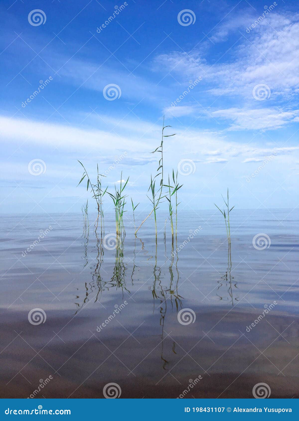 Blue Sky and Water Reflection with Green Plants Stock Image - Image of ...