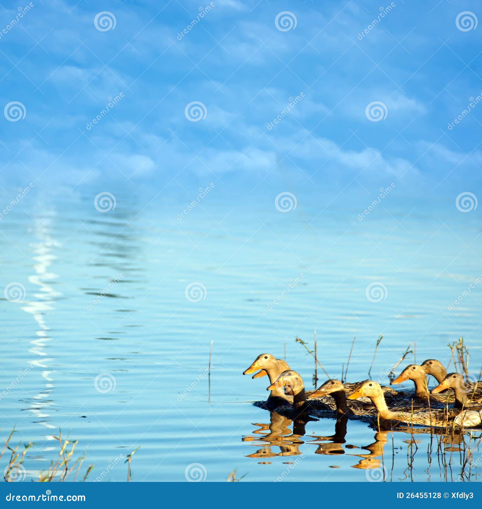 The Blue Sky Wetlands Background Image Stock Photo - Image of ...