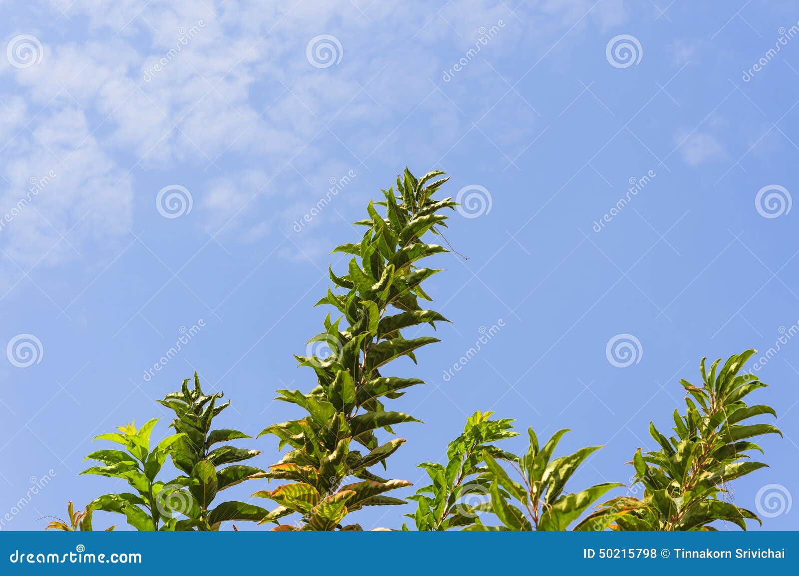 Blue Sky White Cloud with Tree Foreground Stock Photo - Image of white ...