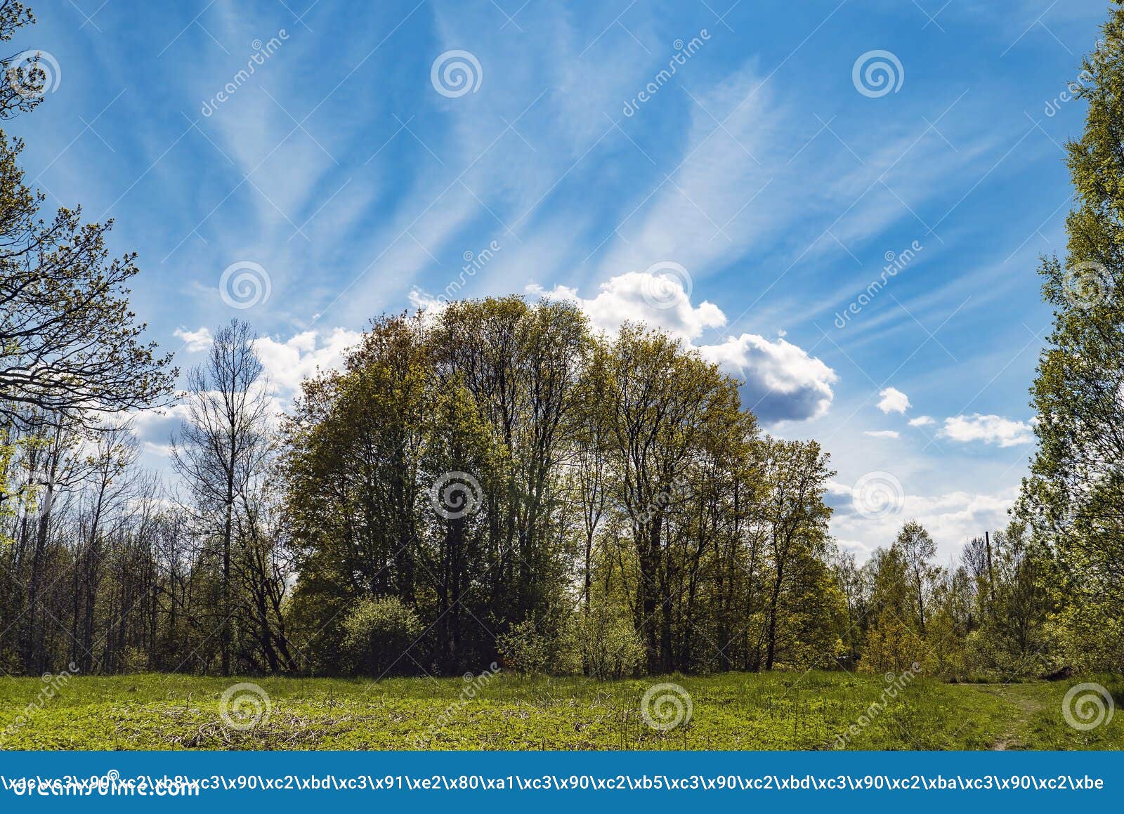 Blue Sky with White Clouds Above the Trees with the Young Green of ...