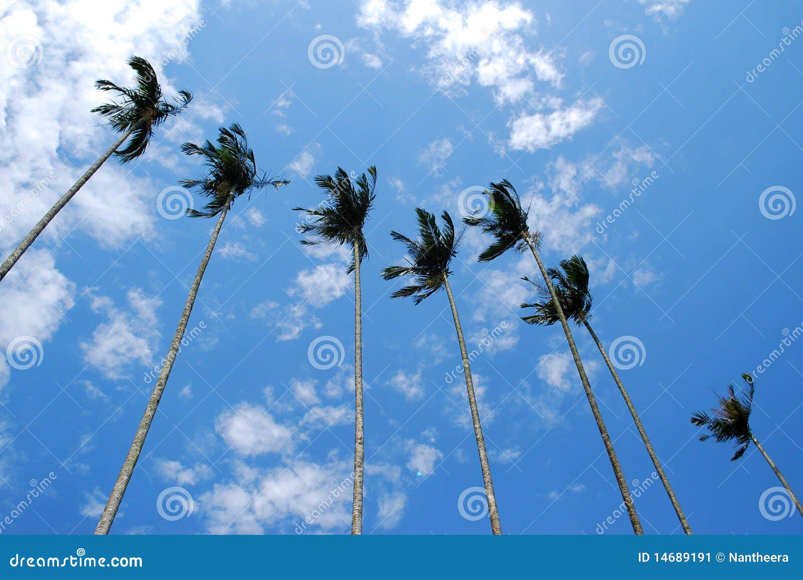 Blue sky on windy day stock image. Image of summer, coconut - 14689191
