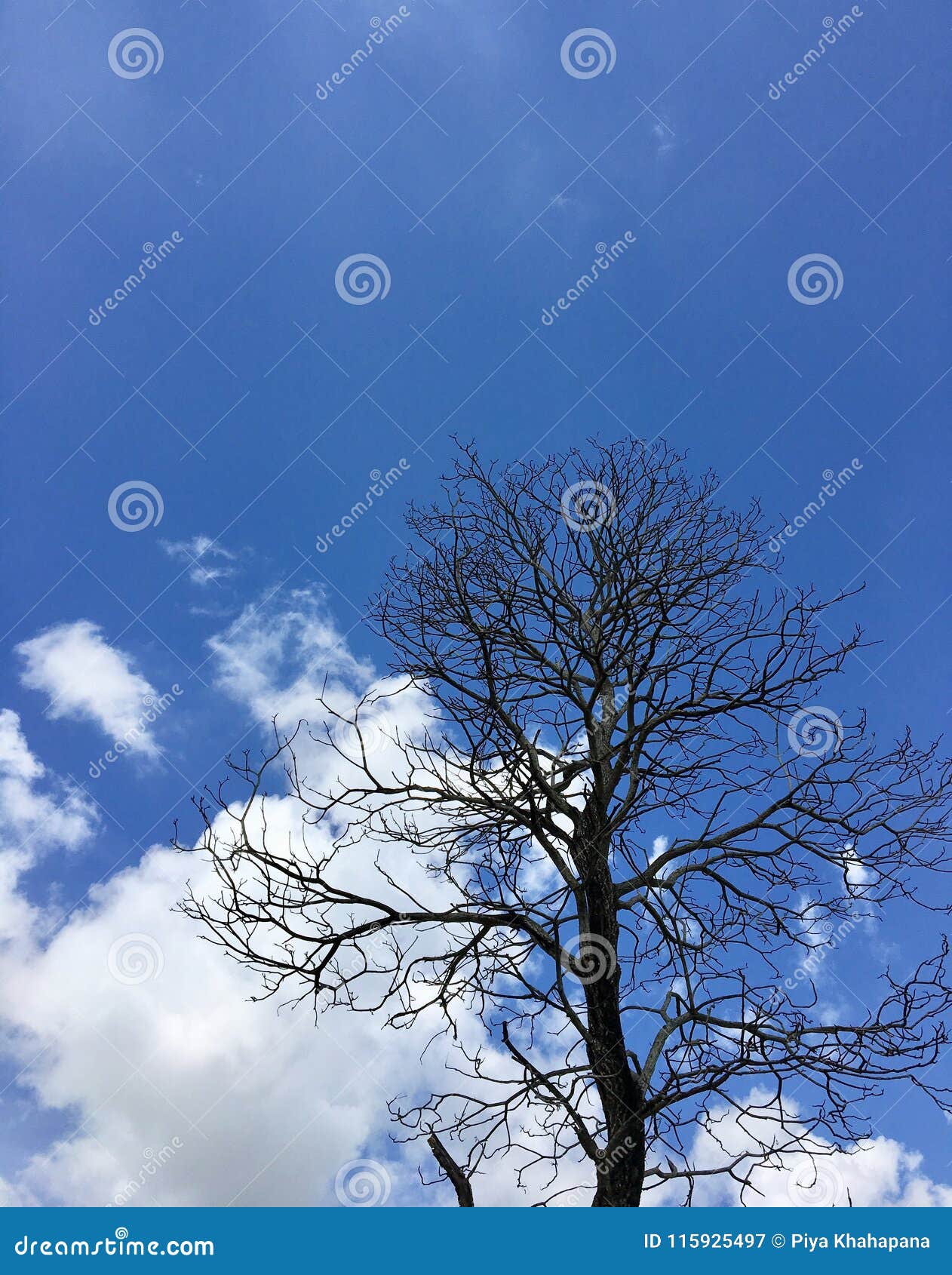 Dry Tree on Cloudy Sky Background Stock Image - Image of background ...