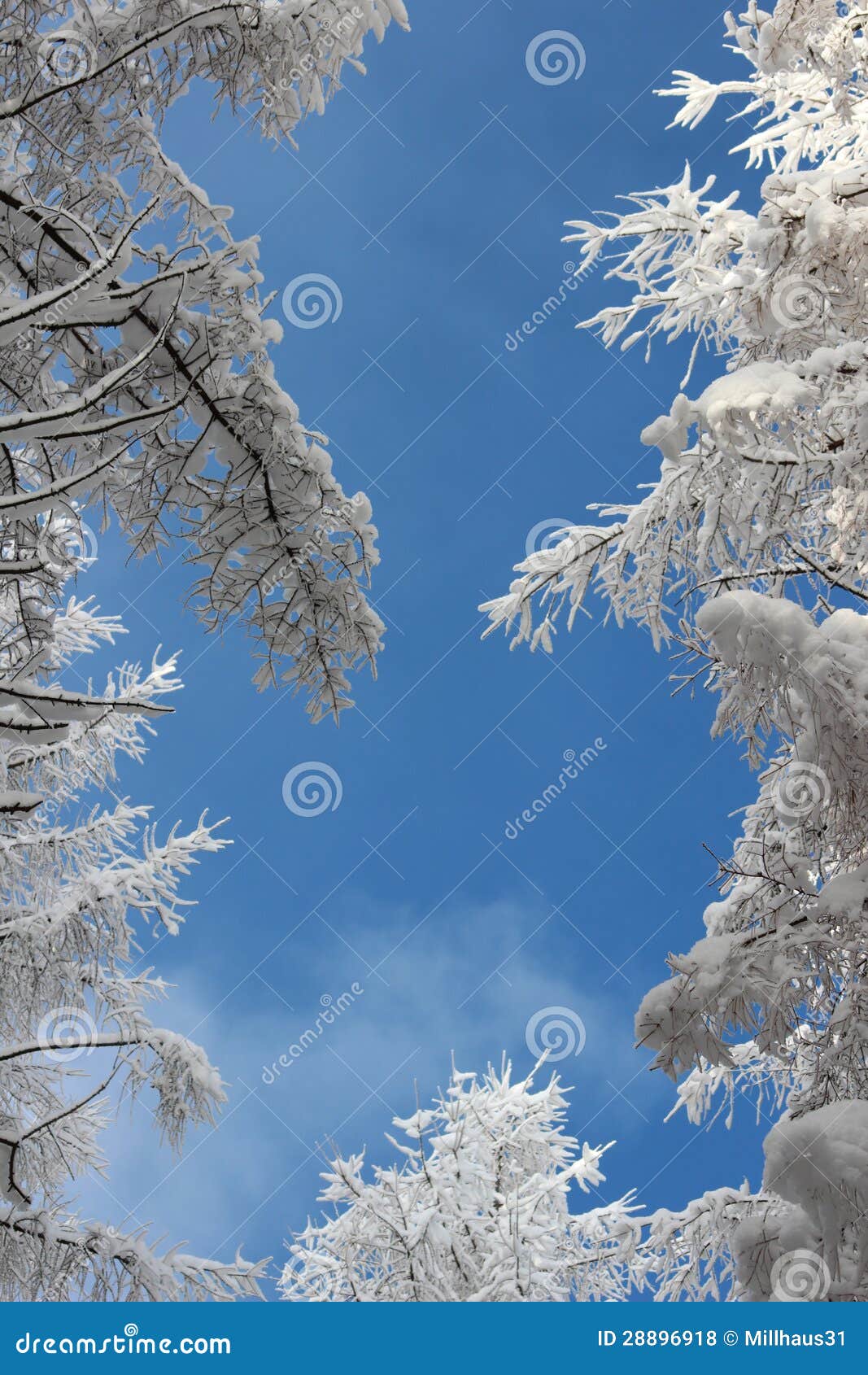 4,533 Winter Tree Tops Stock Photos - Free & Royalty-Free Stock Photos ...