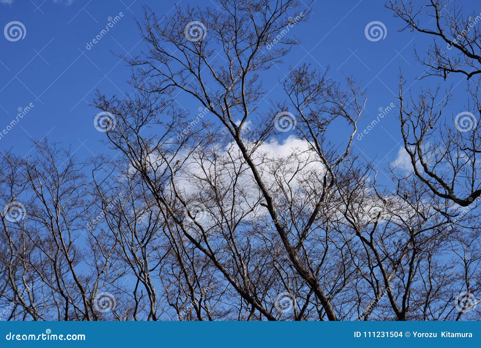 Blue sky and winter trees stock photo. Image of clouds - 111231504