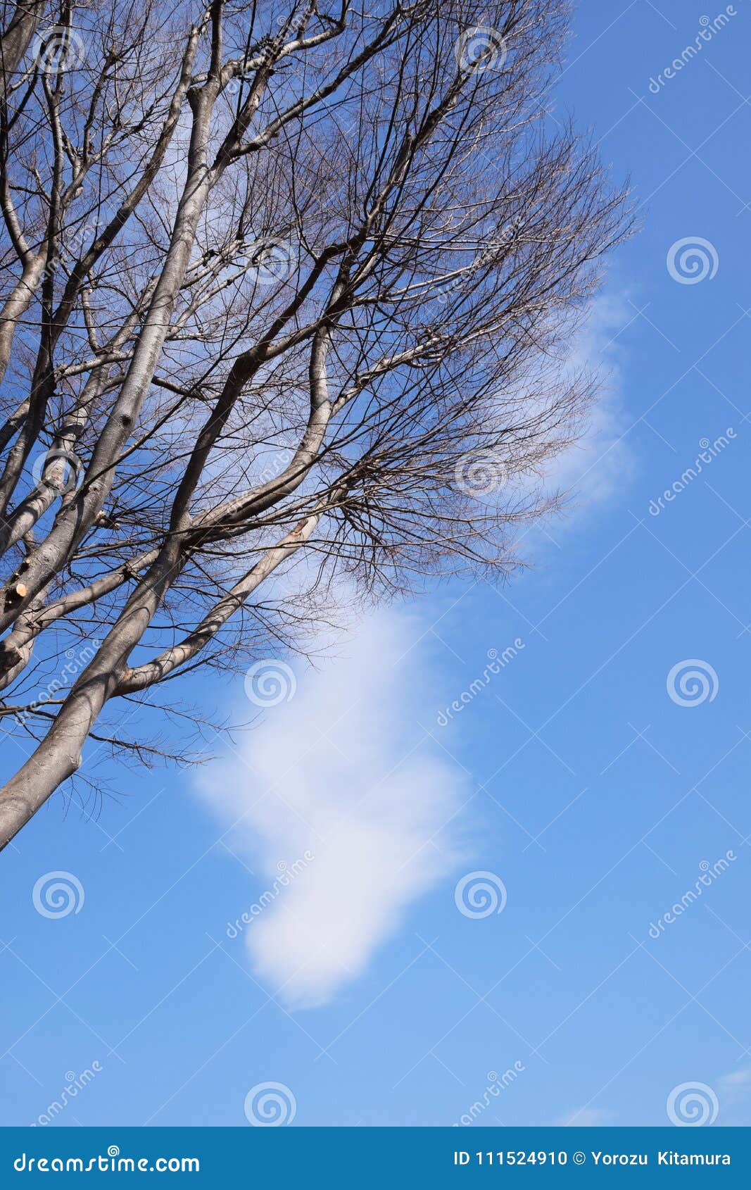 Blue sky and winter trees stock photo. Image of beauty - 111524910