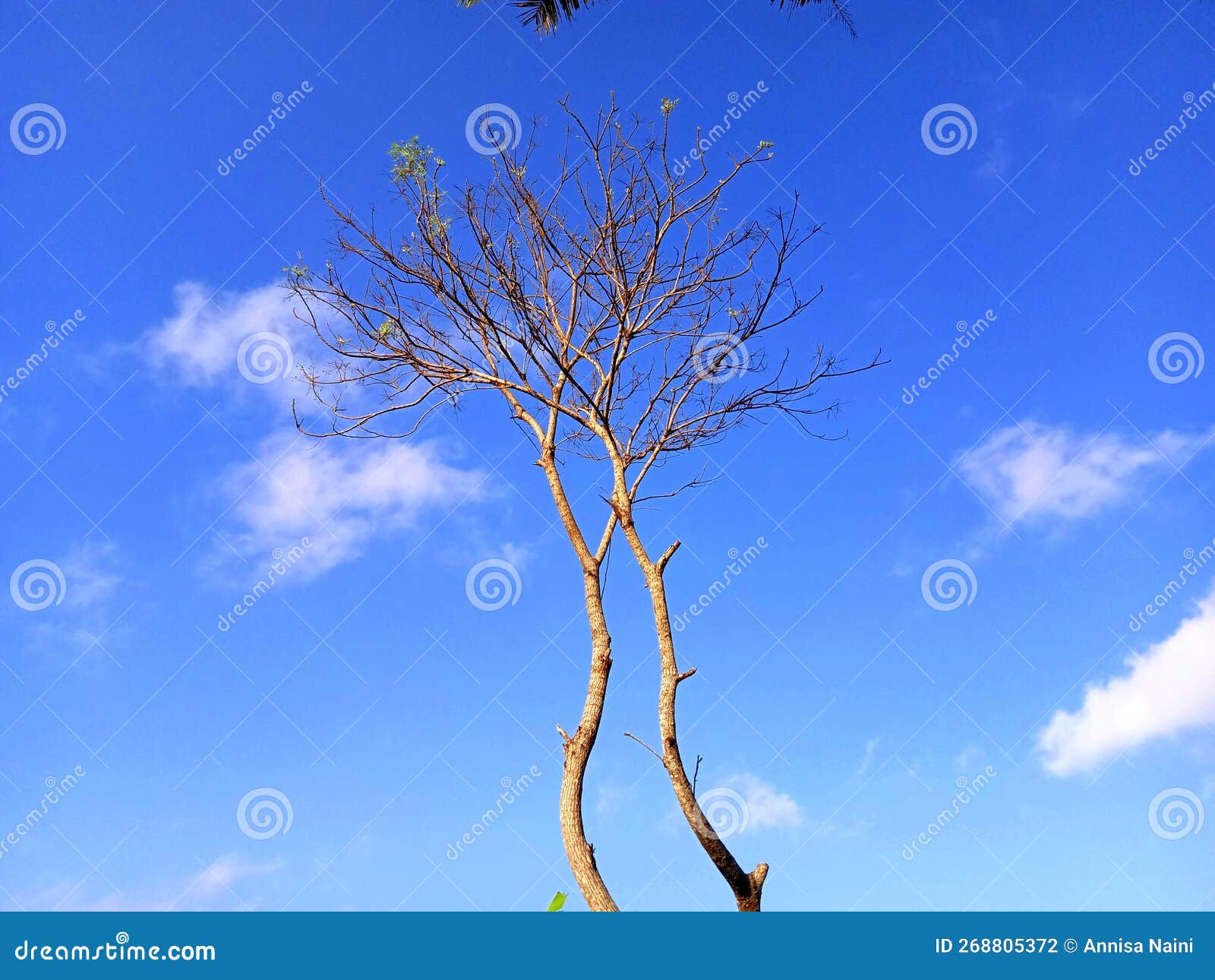 Blue Sky and the Withered Leaves Stock Photo - Image of leaves ...