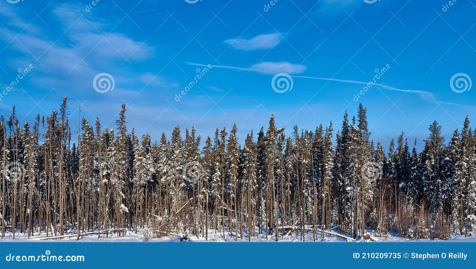 Blue Skies Snow Covered Treeline Stock Image - Image of treeline, skies ...