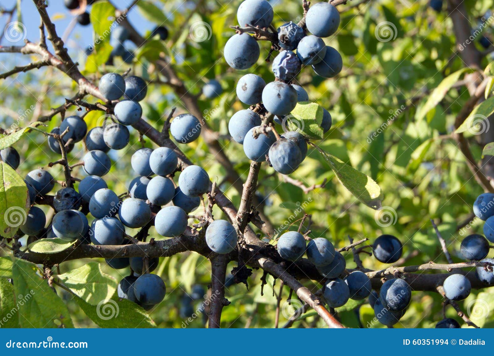 Blue Sloes (Prunus Spinosa) Stock Photo - Image of sloe, nutrition ...