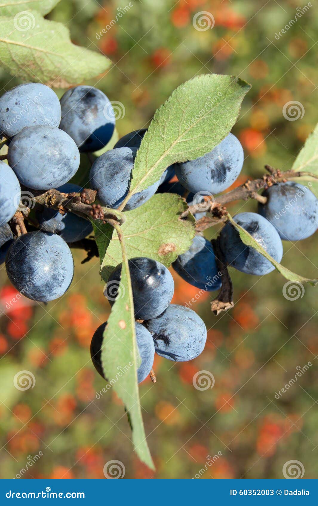 Blue Sloes (Prunus Spinosa) Stock Image - Image of sour, summer: 60352003