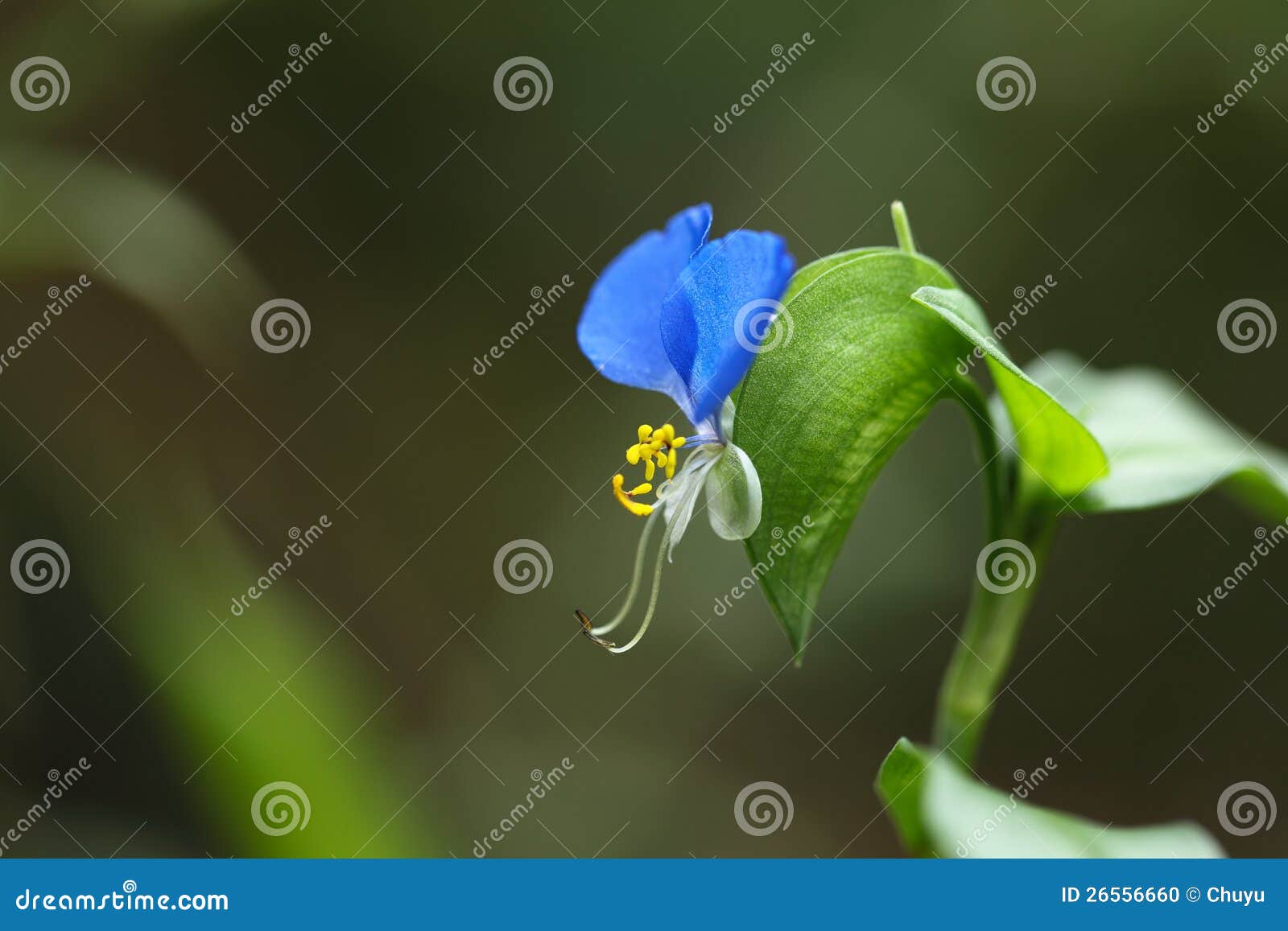 Blue small flower stock photo. Image of floral, peace - 26556660