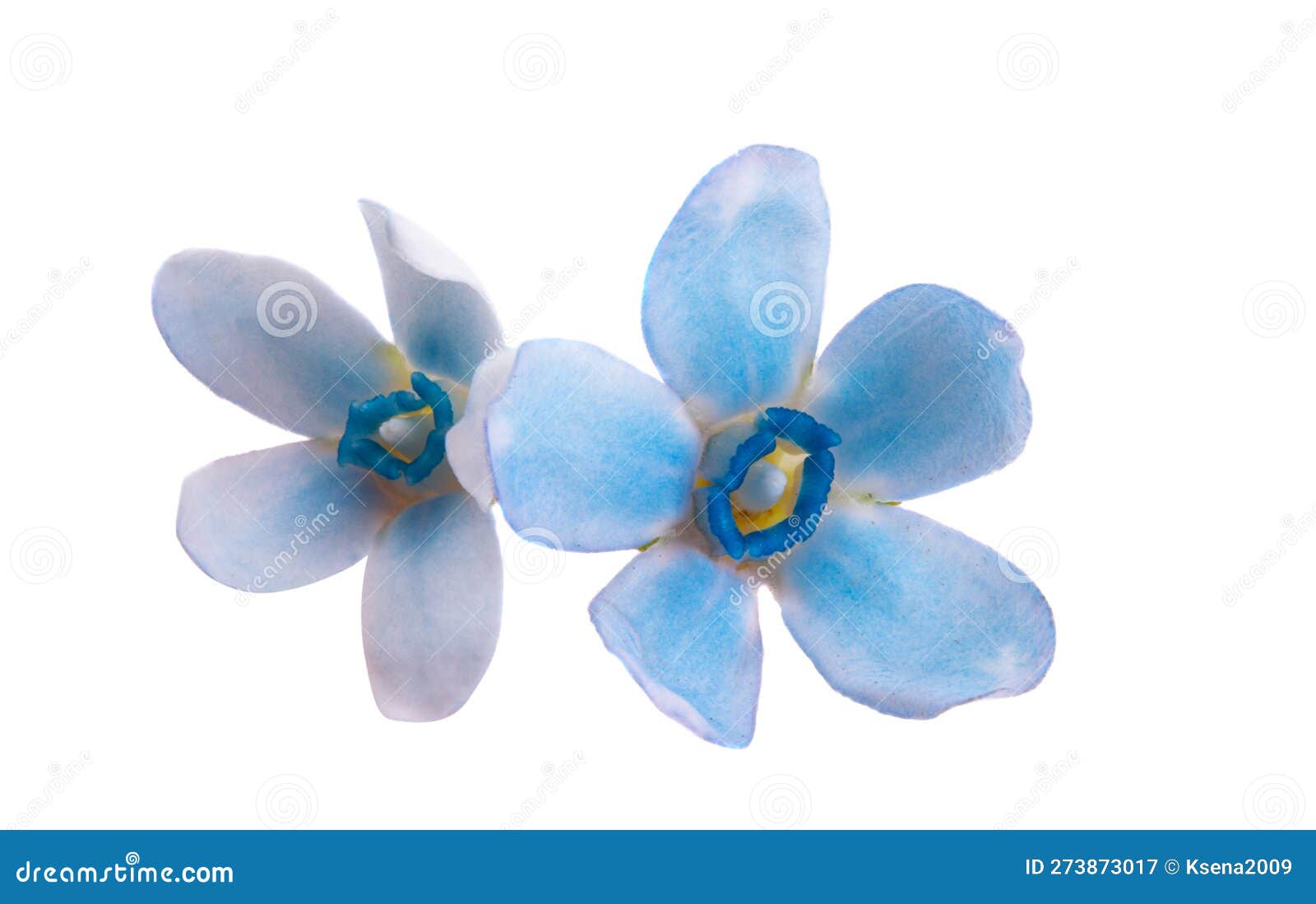 Blue small flower isolated stock image. Image of blue - 273873017