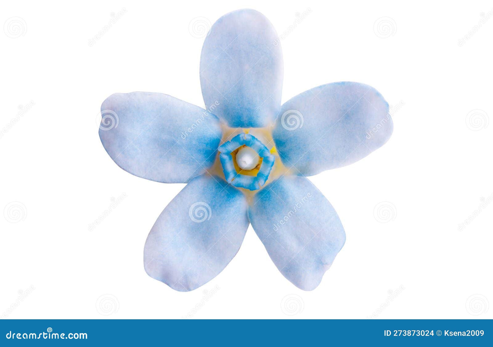 Blue small flower isolated stock photo. Image of floral - 273873024