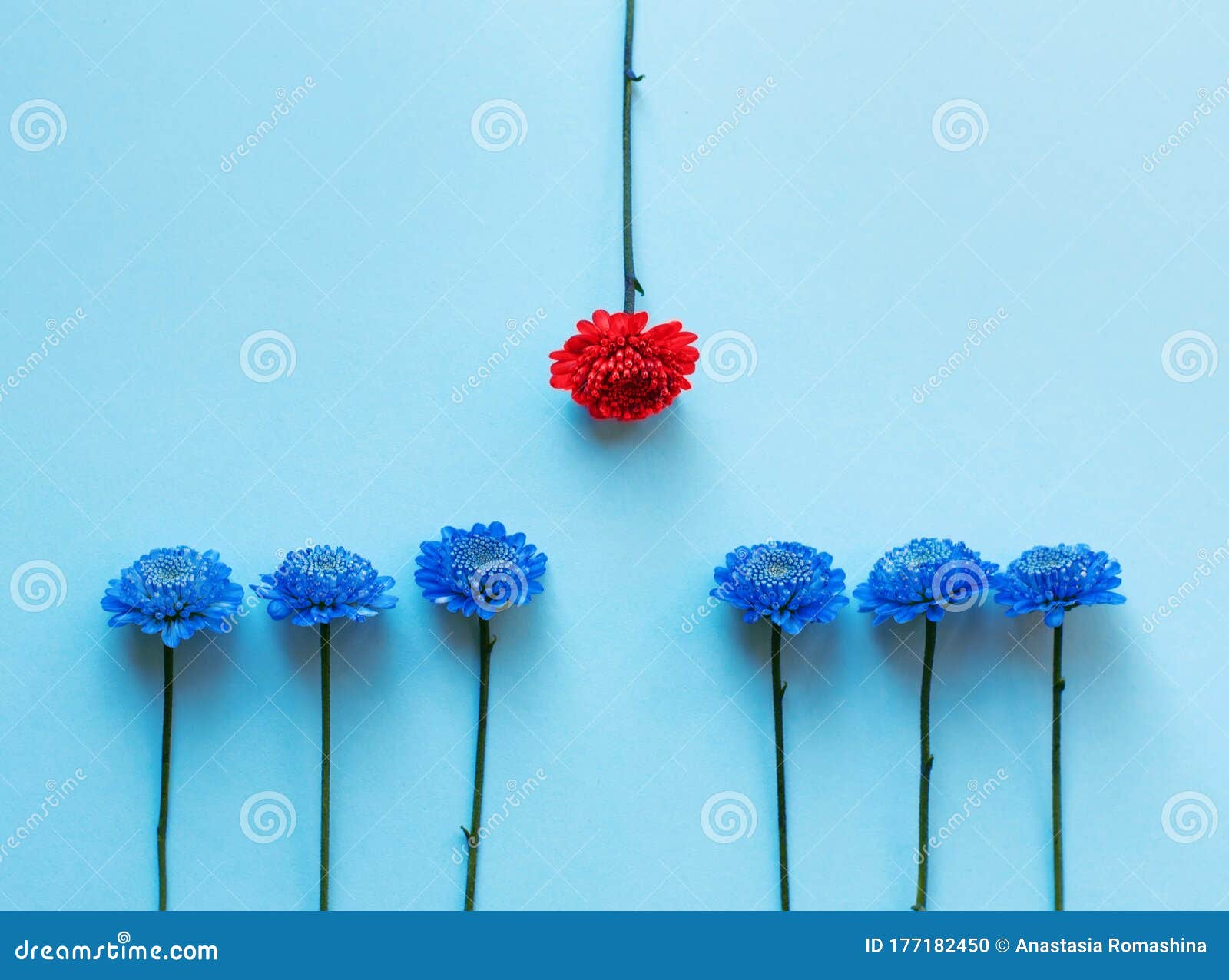 Blue Small Flowers on a Blue Background. Rhythmic Composition. One Red ...